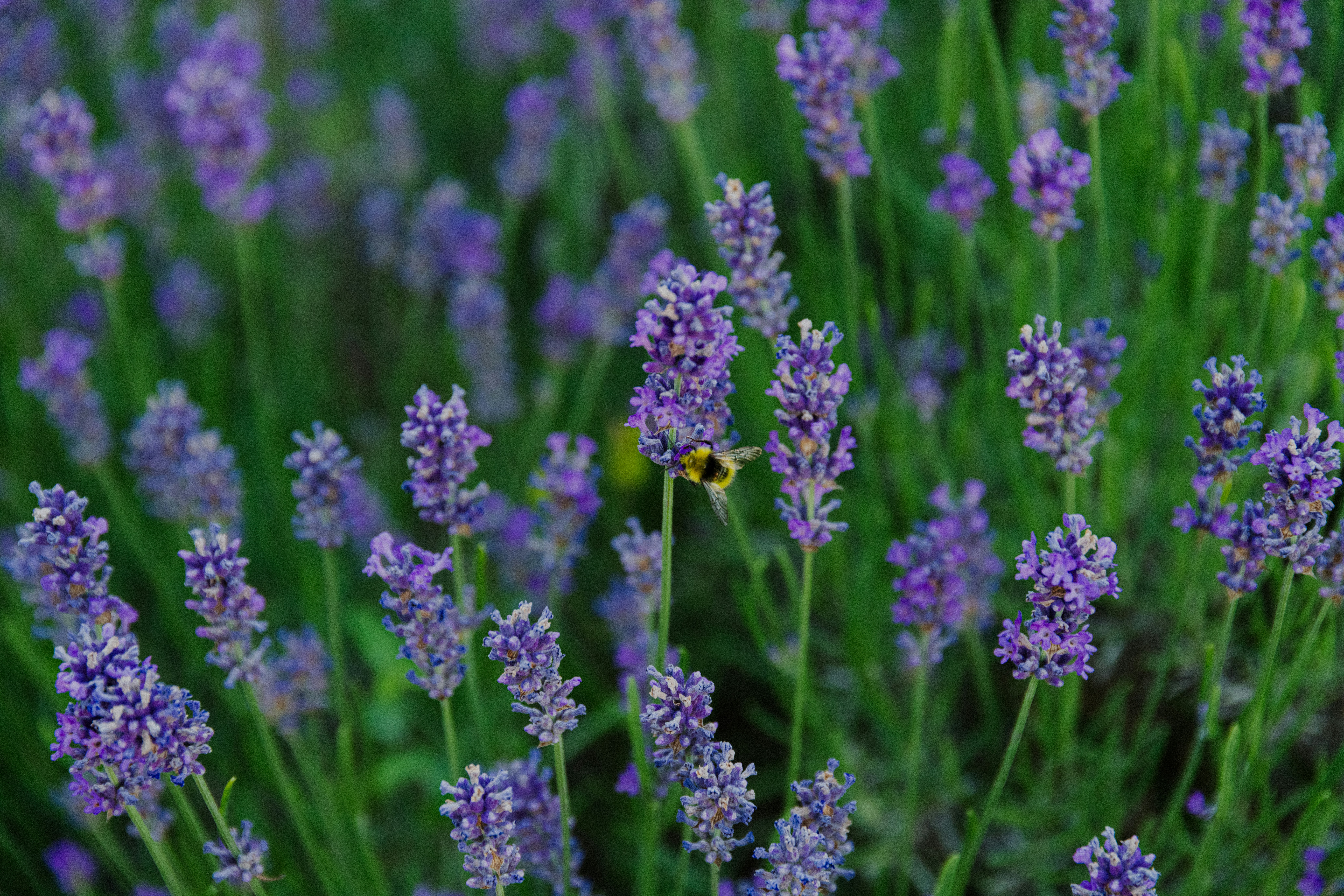 Lavender Ambers: A Sea of Purple Stems and Quiet Bees