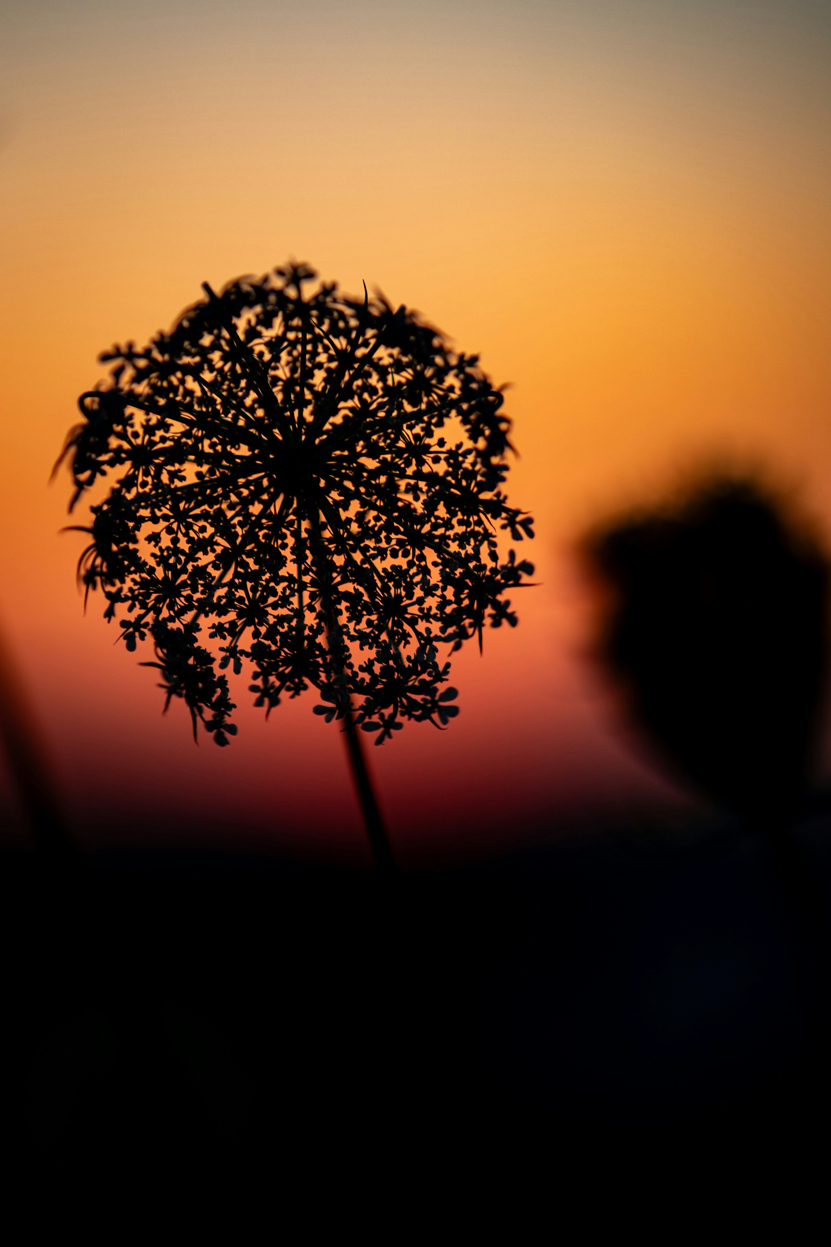 Silhouette of a Dandelion at Sunset