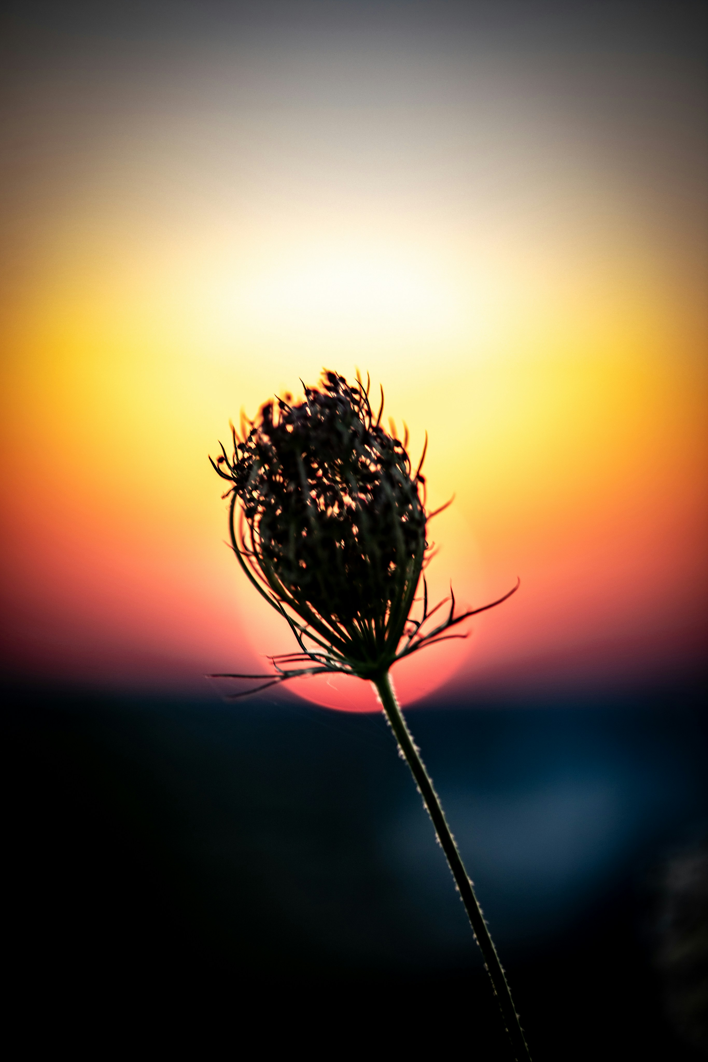 Silhouette at Sunset: A Seedhead Reaching Toward the Glowing Horizon