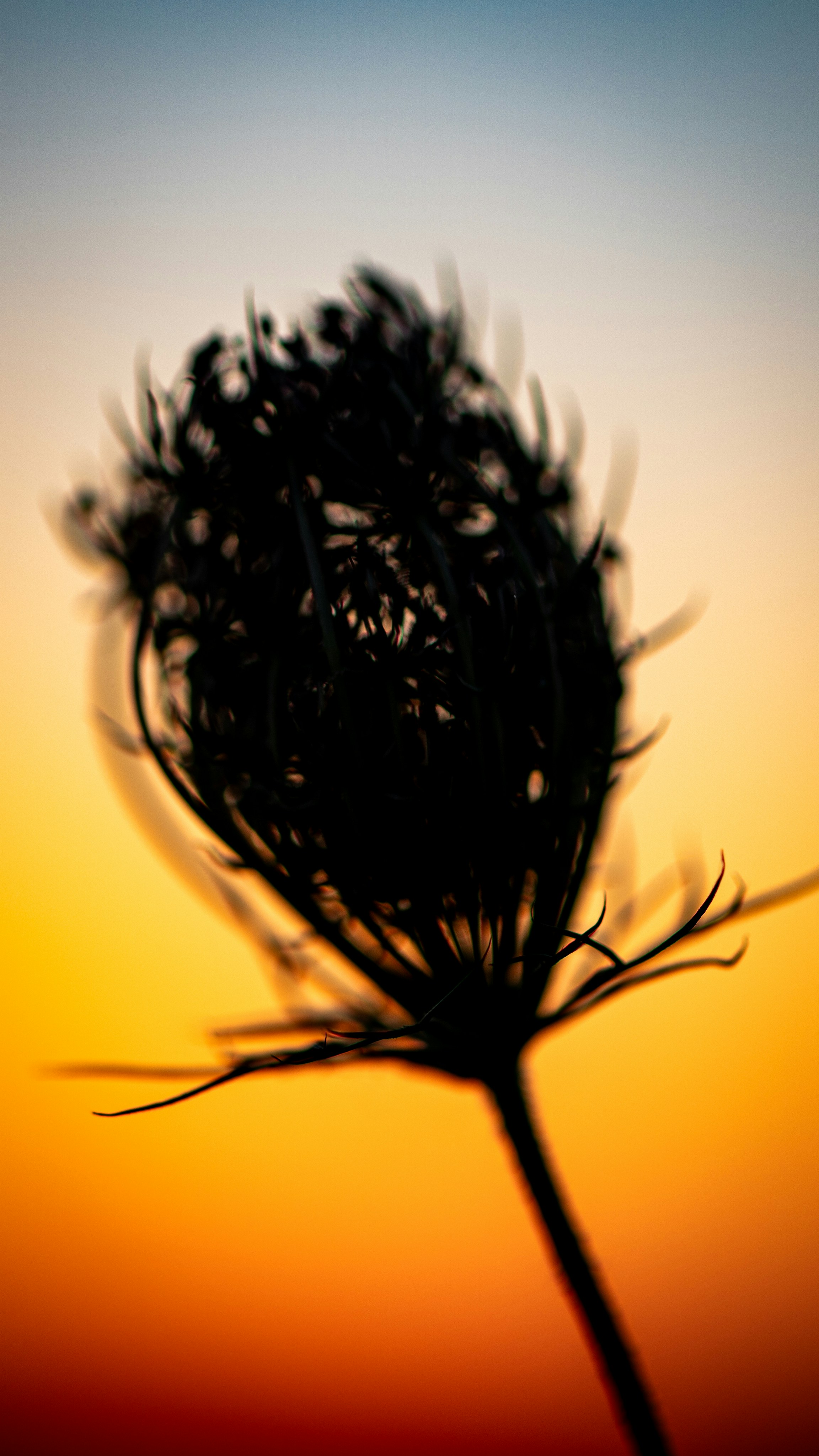 Silhouetted Seed Head at Sunset: A Study in Blur and Glow