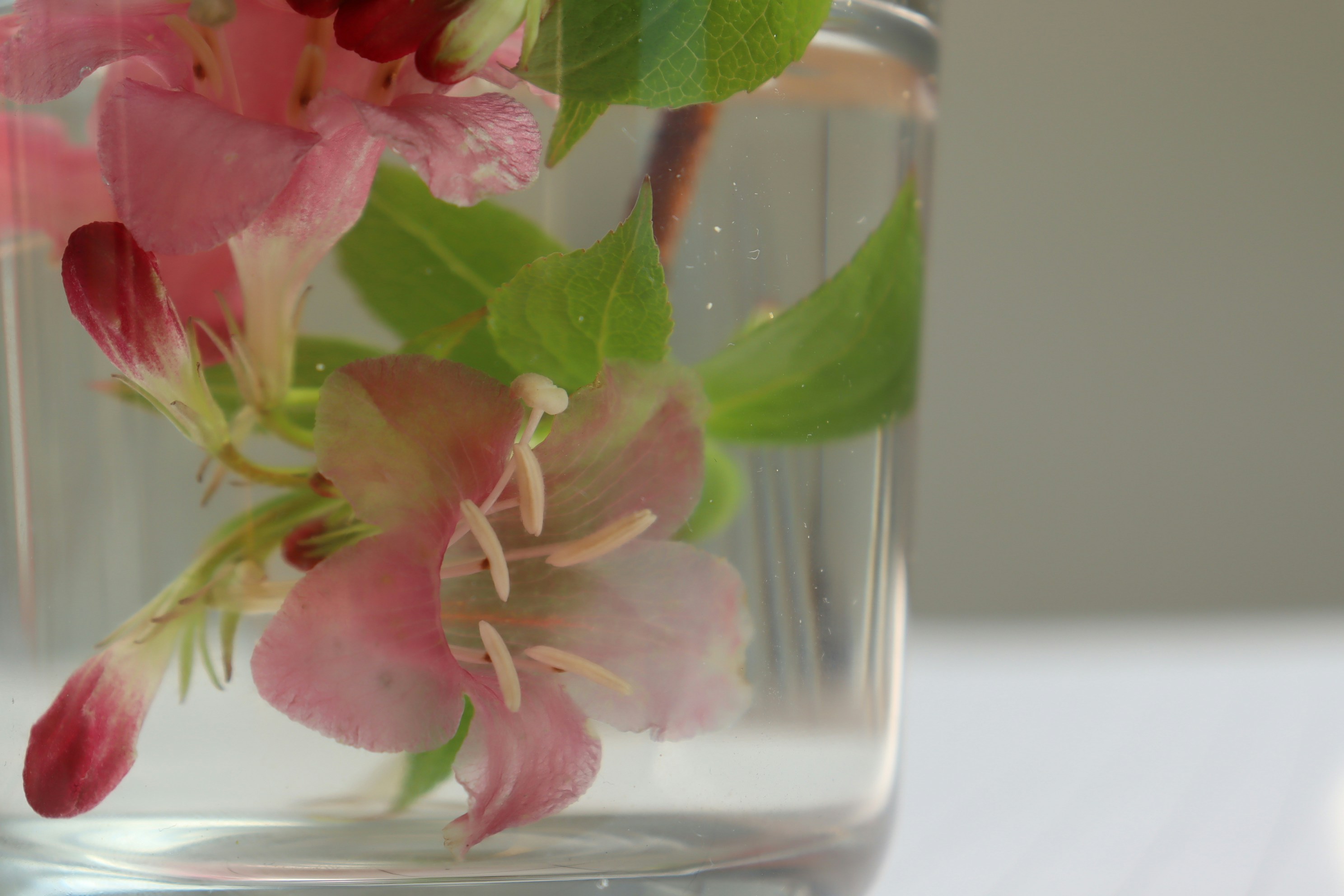 Pink bloom suspended in a glassy jar, captured with soft backlight