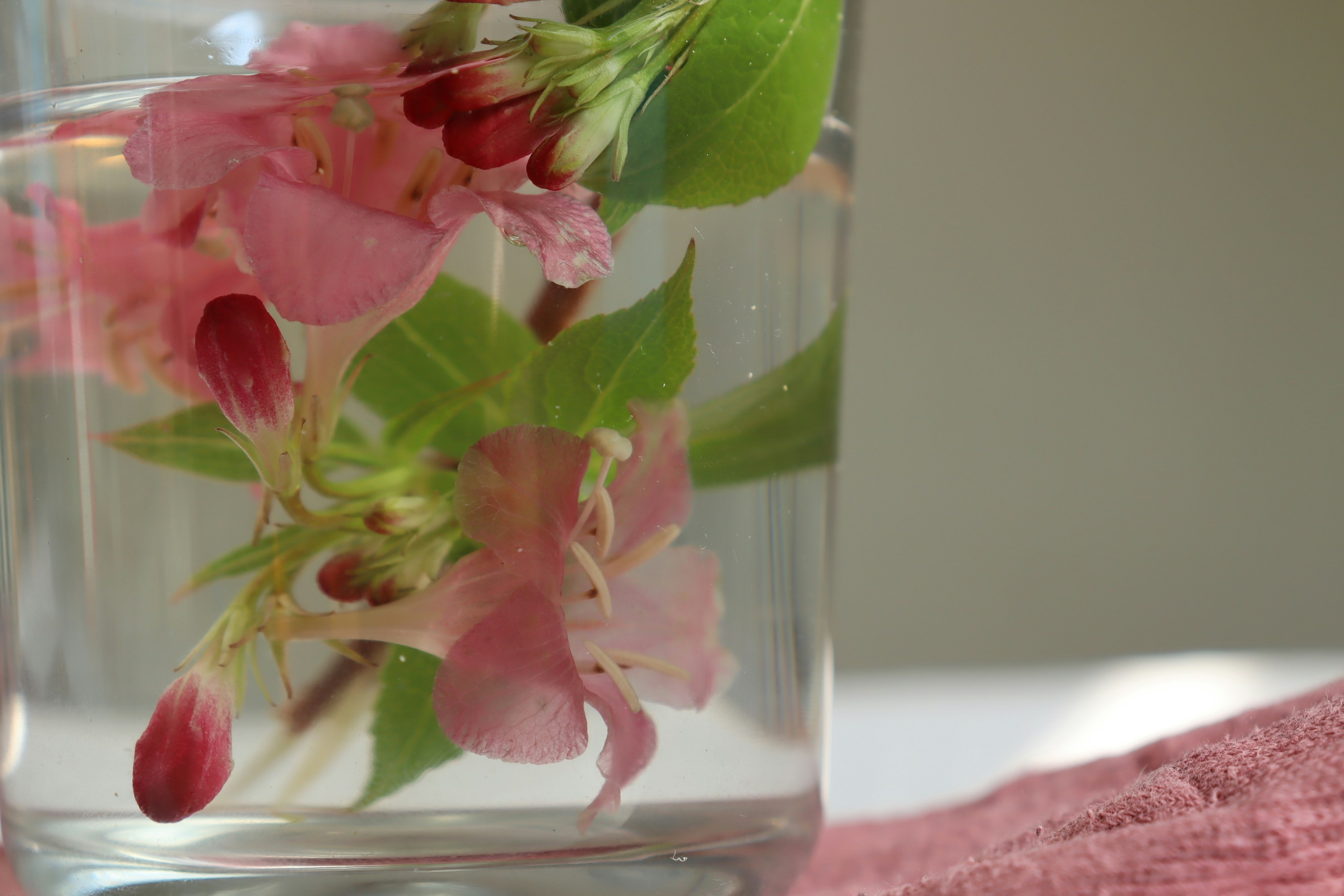 Pink Petal Symphony in a Glass