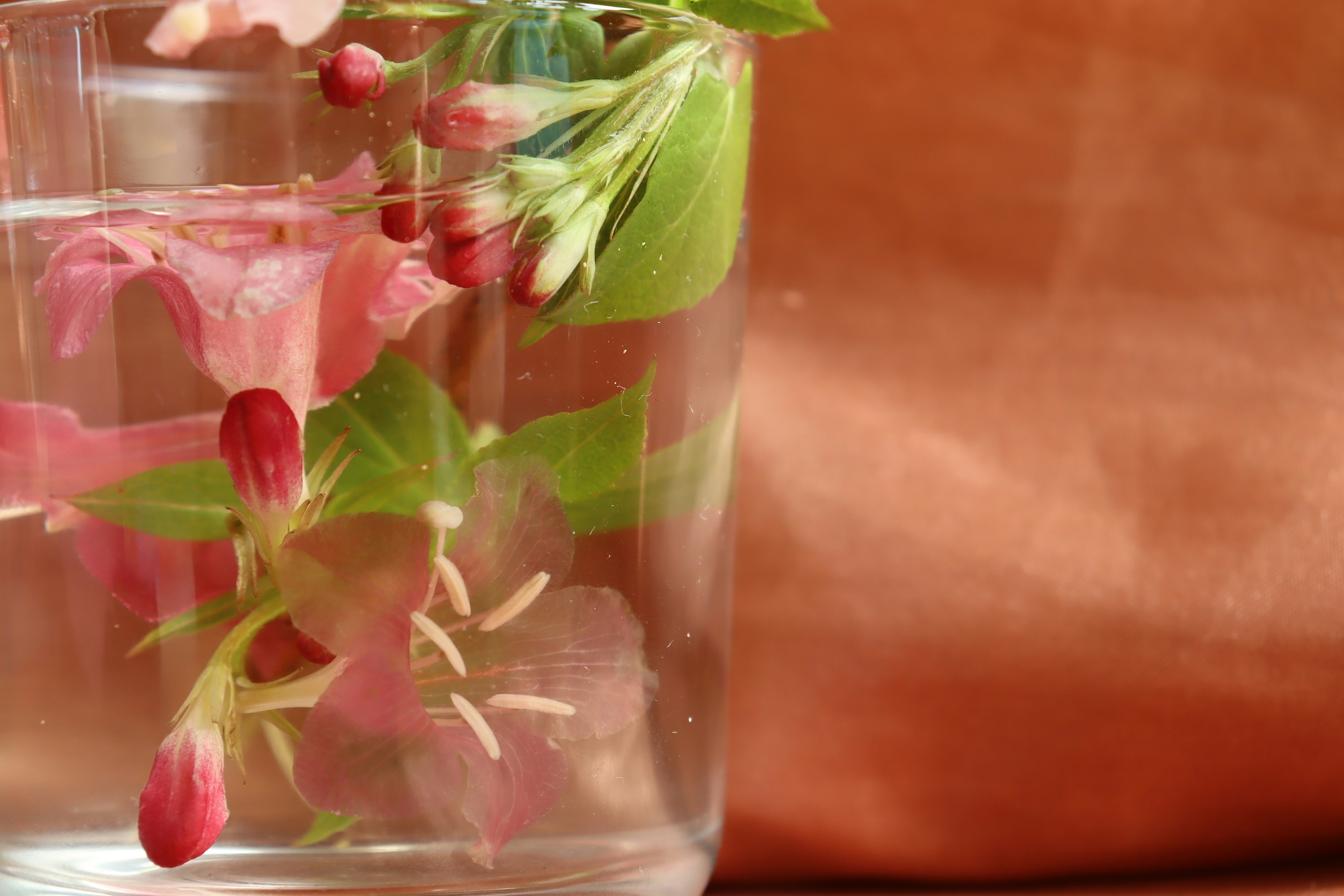 Floral Drops: A Glass of Pink-Flower Reflections