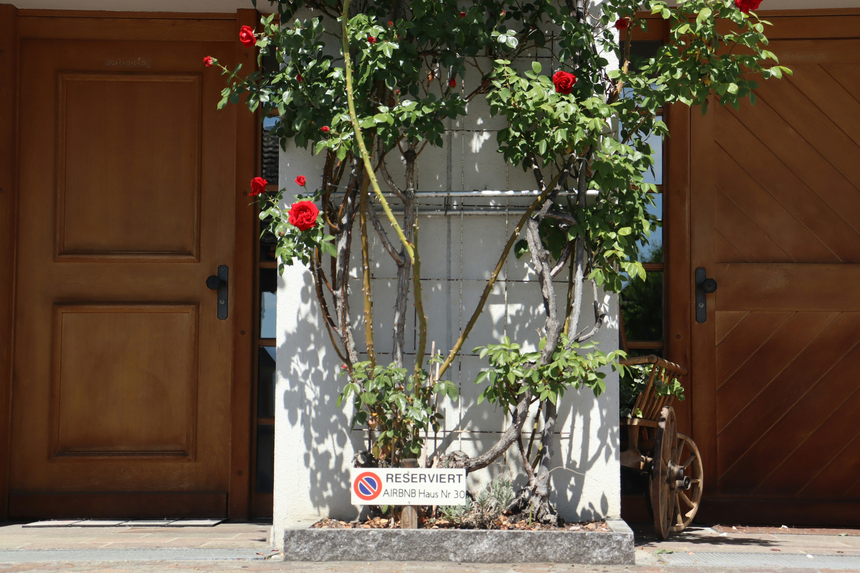 Red Rose Arbor Between Wooden Doors