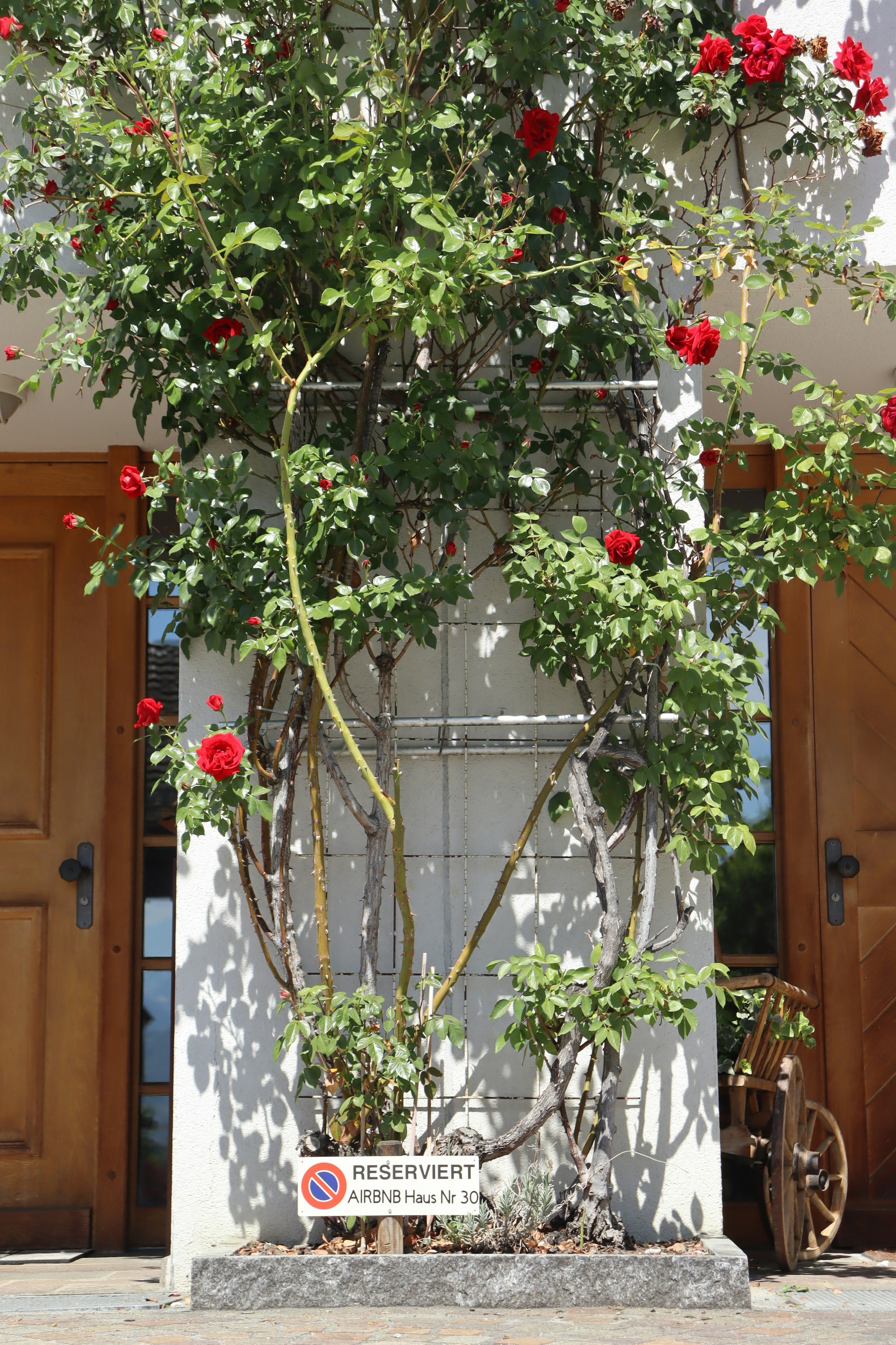 Red Roses in a Quiet Concrete Trellis