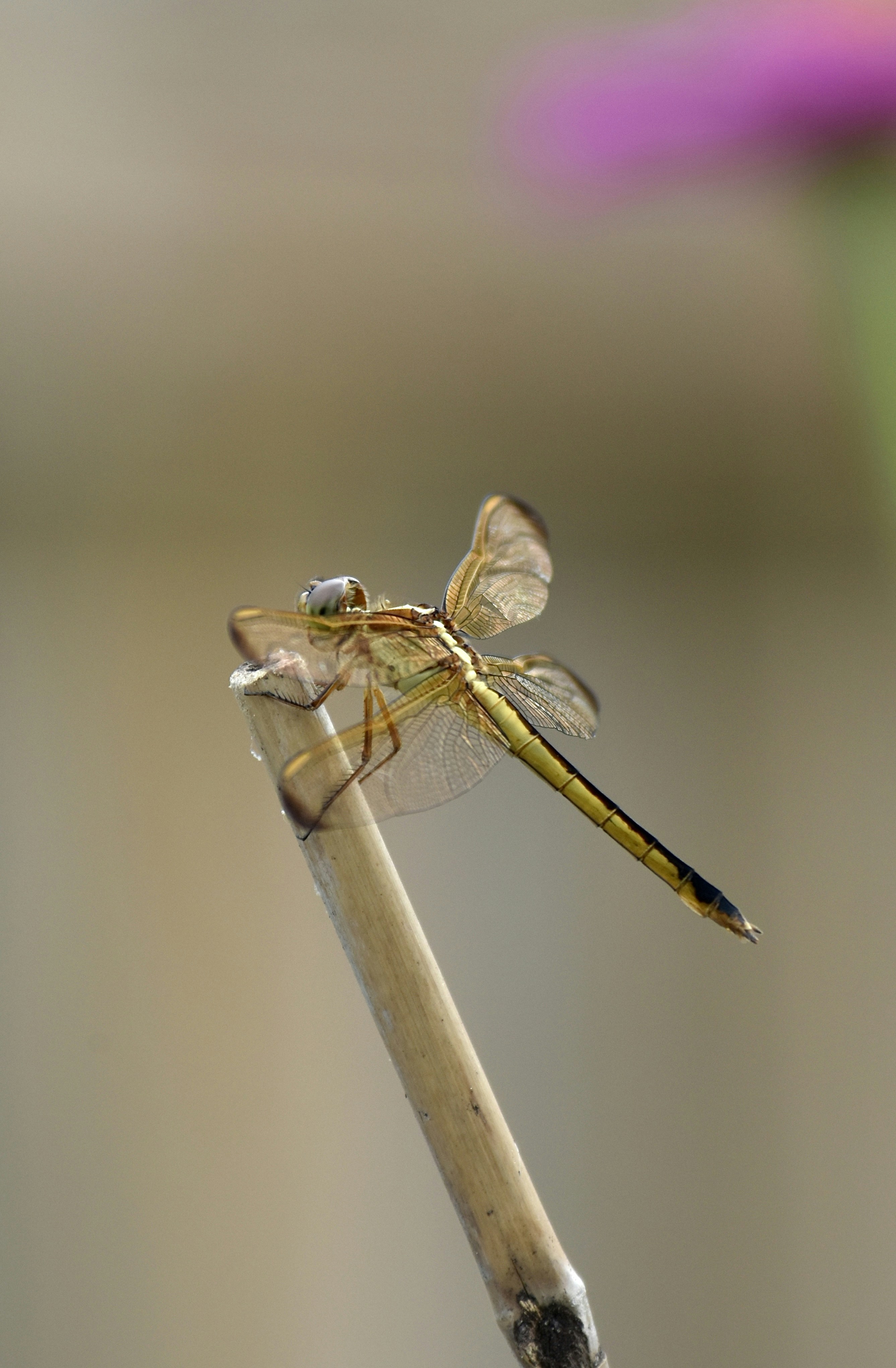 Close-up of a dragonfly perched on a reed with a soft, blurred background and a hint of purple bloom in the upper right; macro still showing fine wing details and pale body.