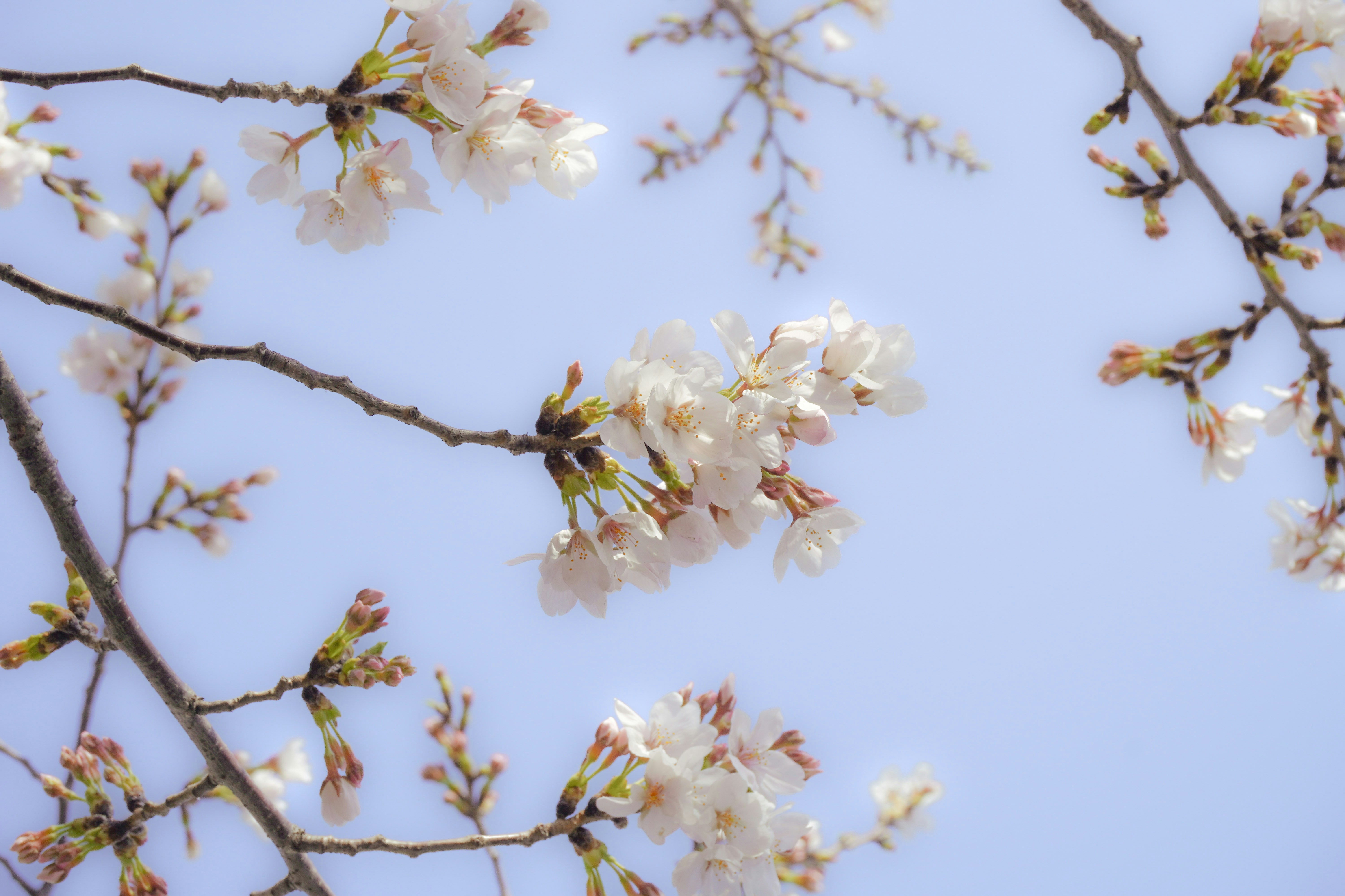 Soft Bloom: Cherry Blossoms Against a Clear Sky