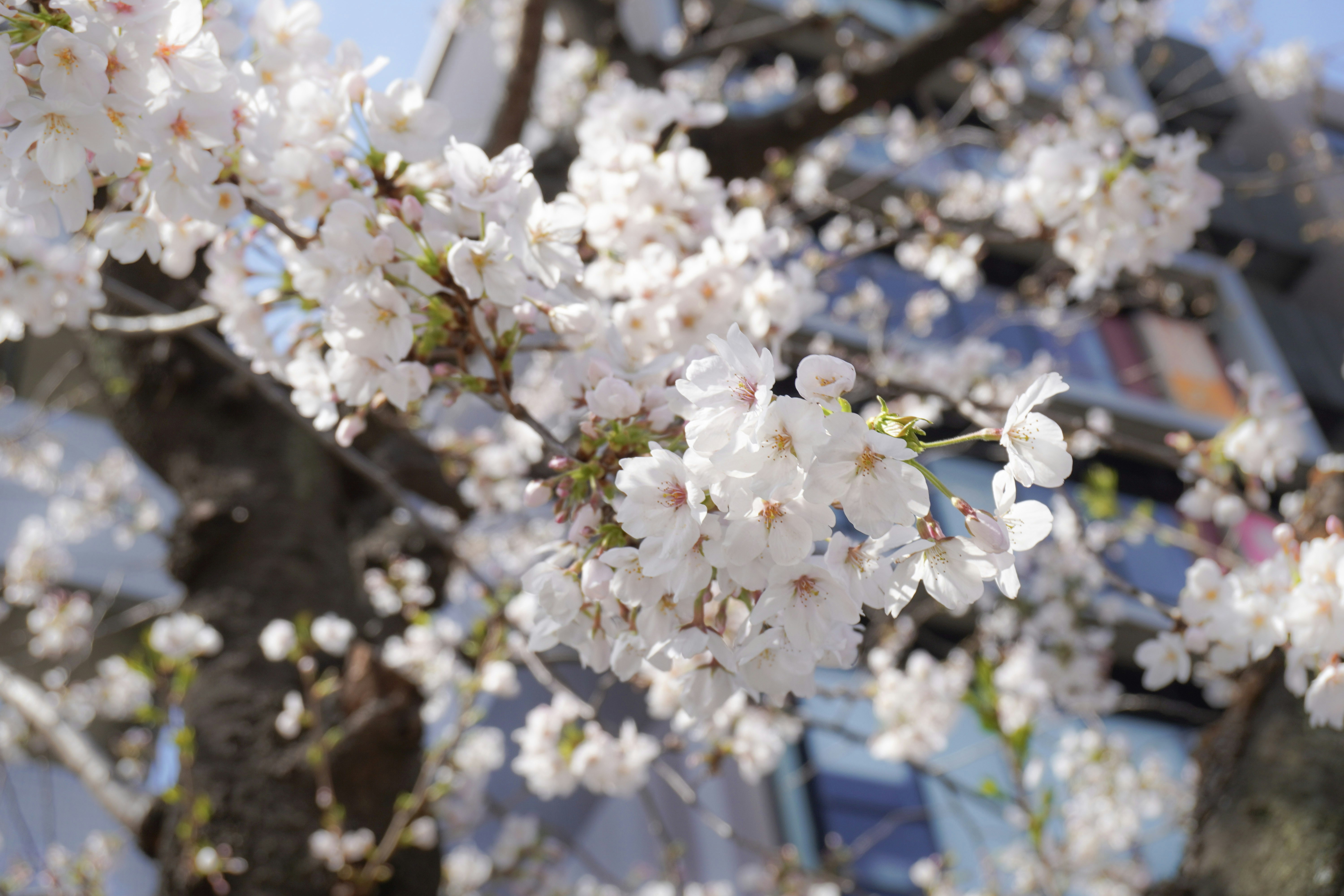 Blossoms in Focus: Spring Light on Cherry Clusters