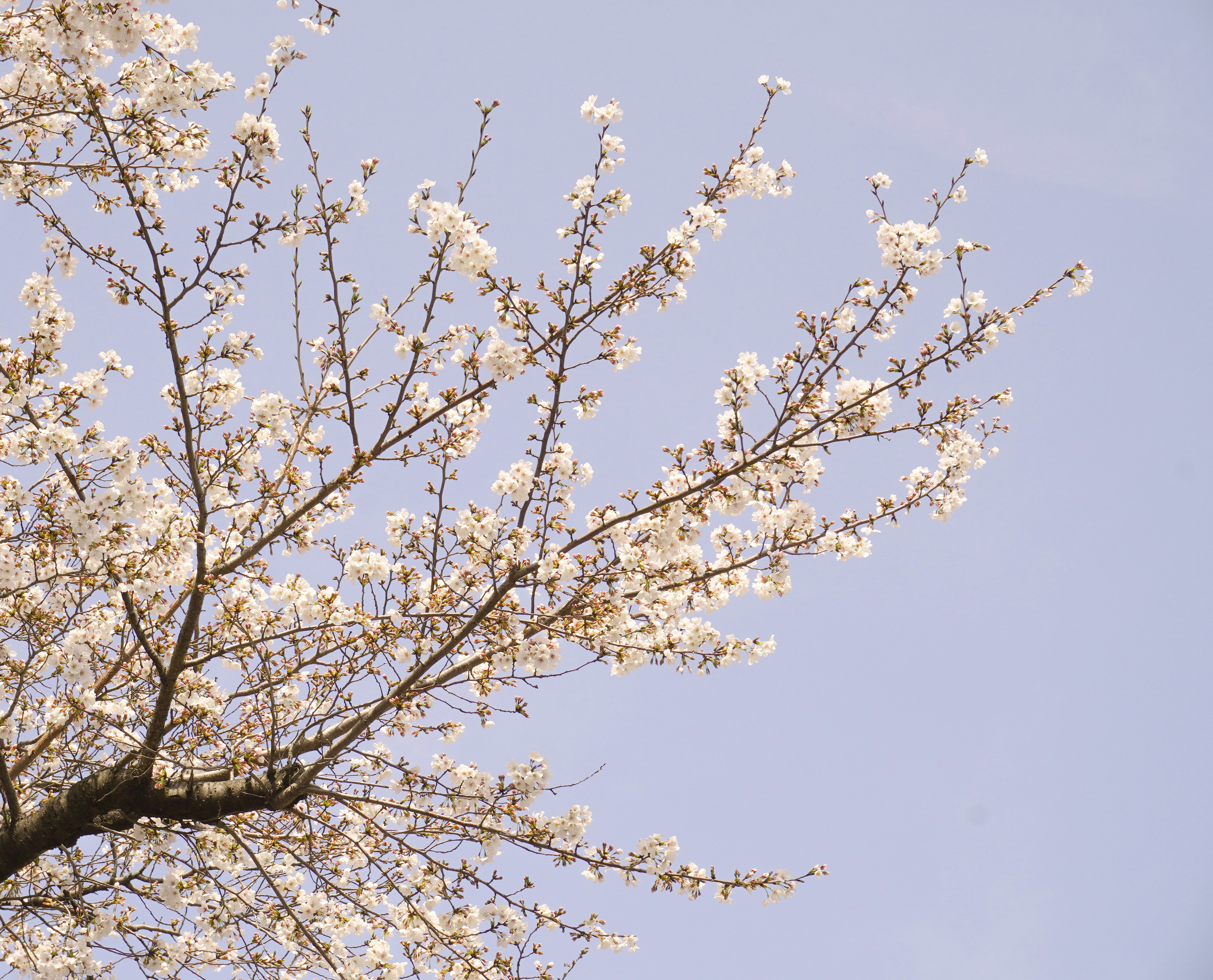 Blossom-laced Branch Reaching into a Clear Sky