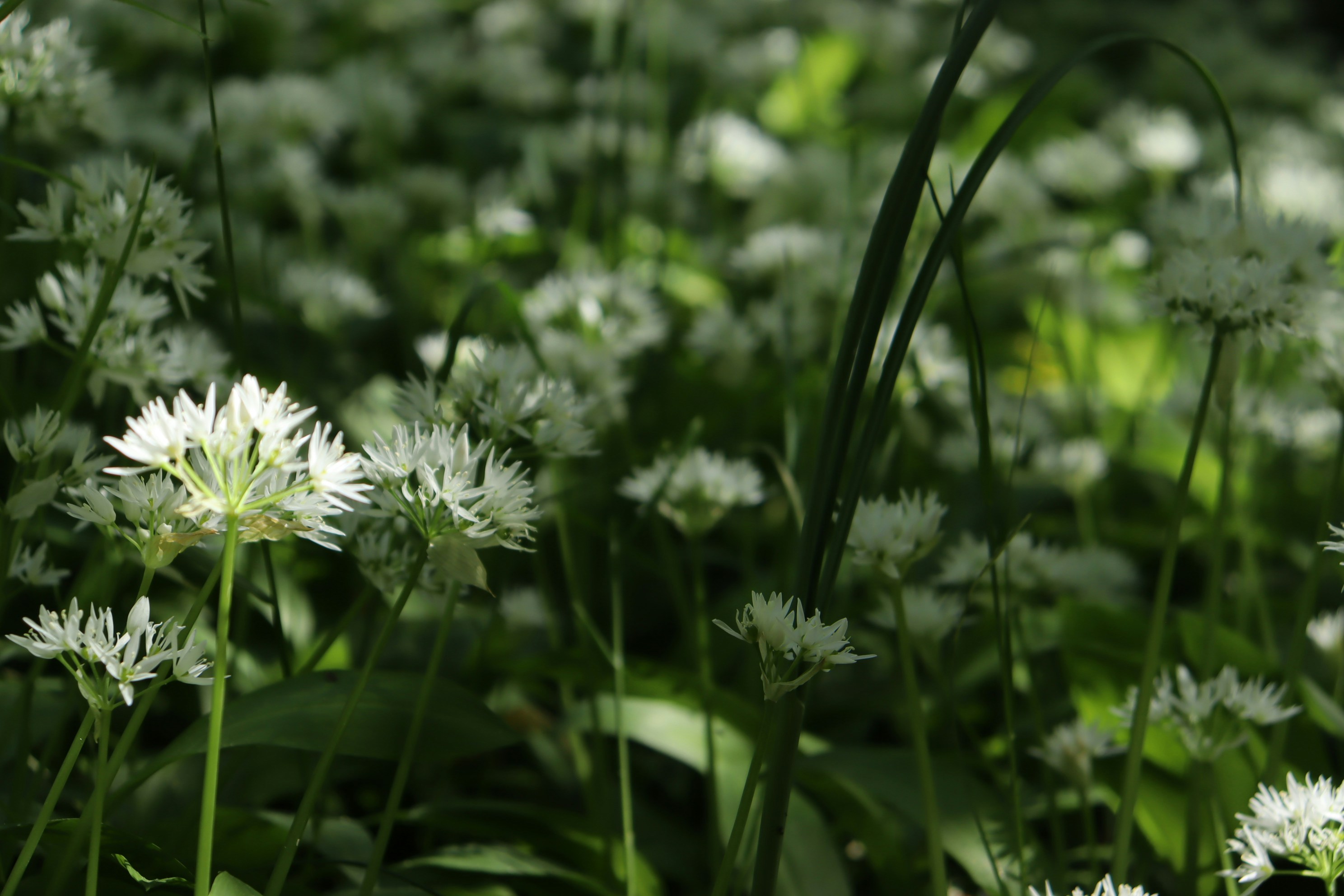 Whispers of White: Parasitic Sunlit Blooms in a Quiet Understory