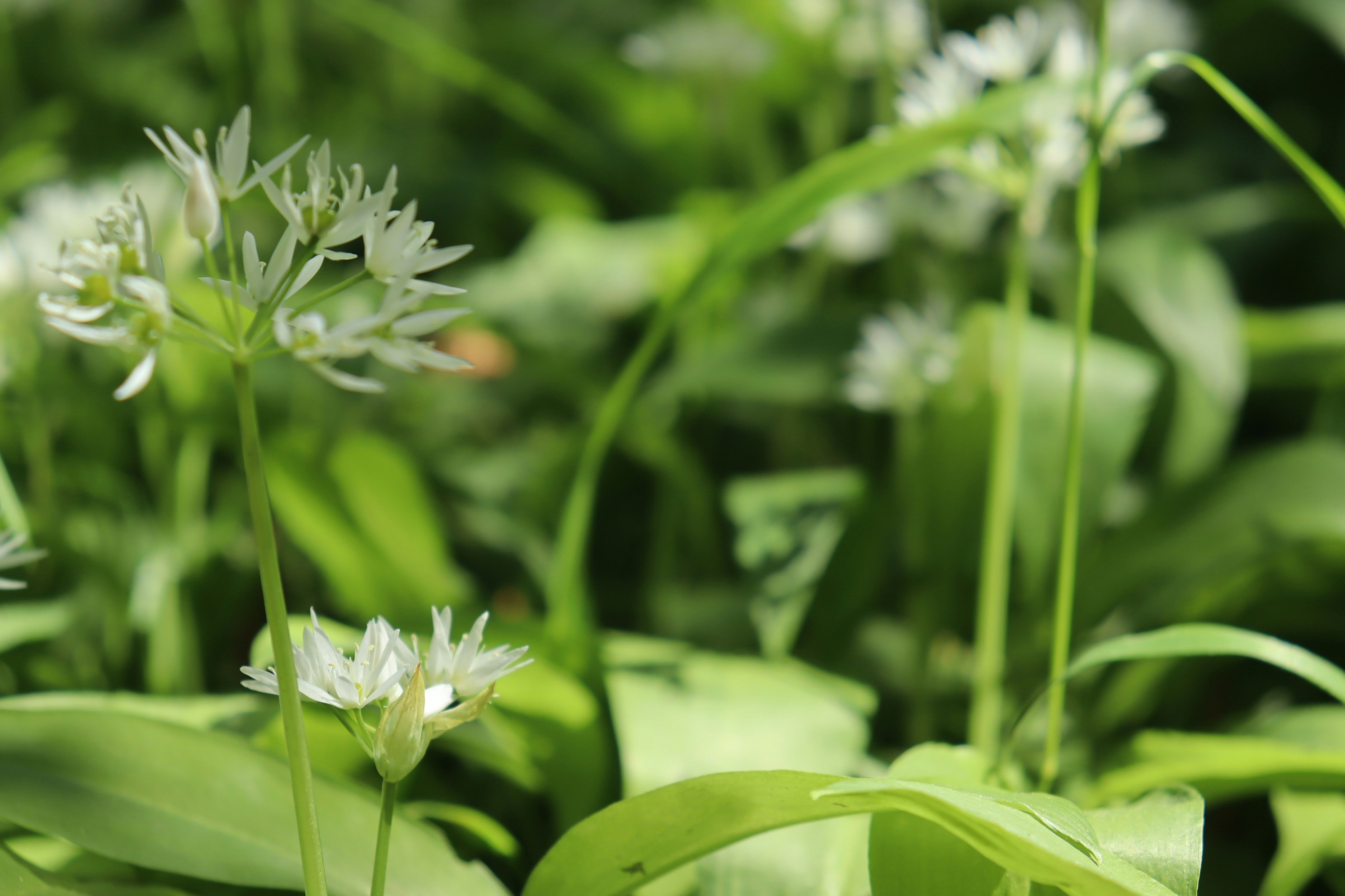 Delicate Allium Bloom Amid Broad Greenery