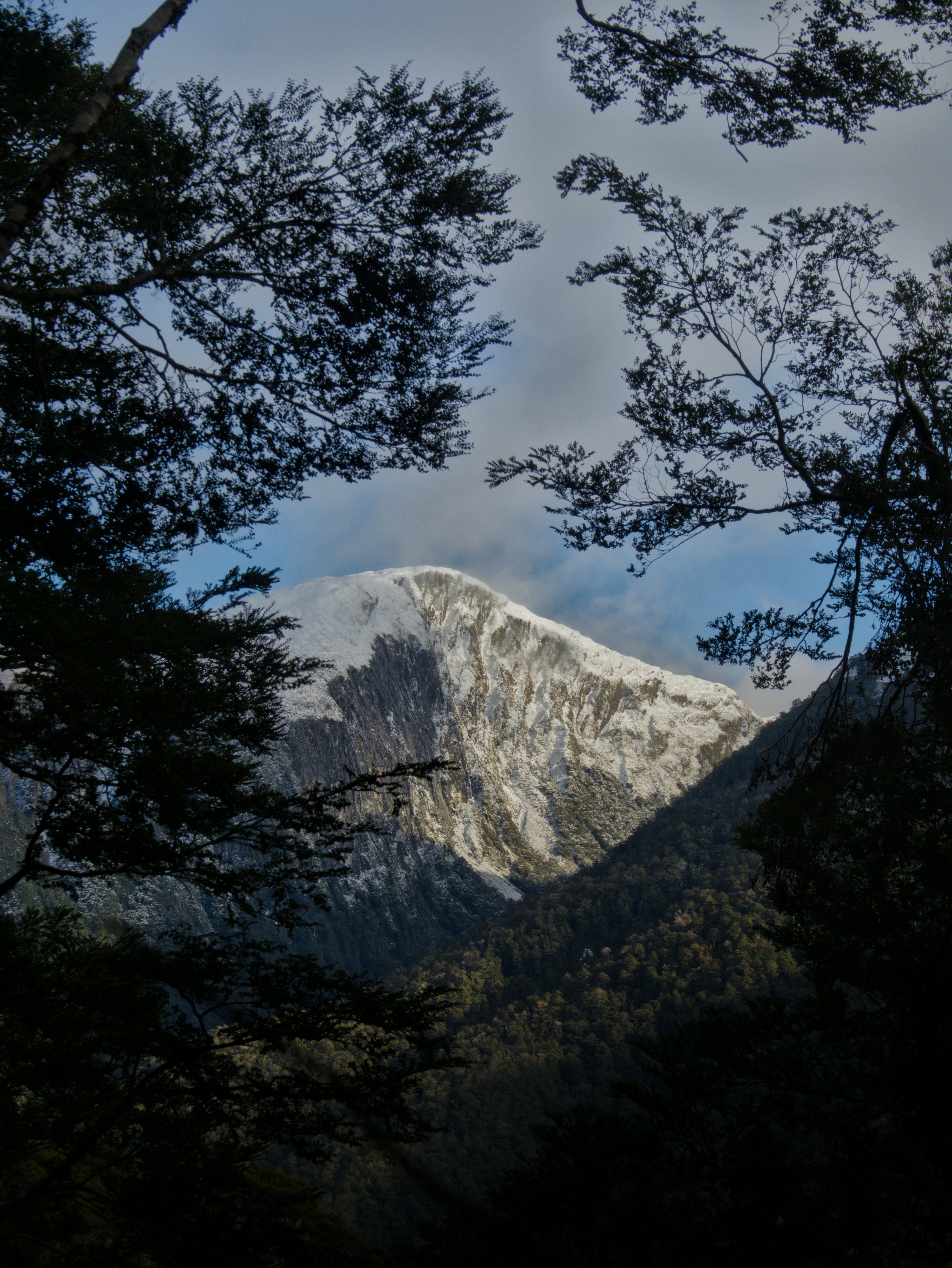 Snow-capped Summit Framed by Dark Forest Canopies