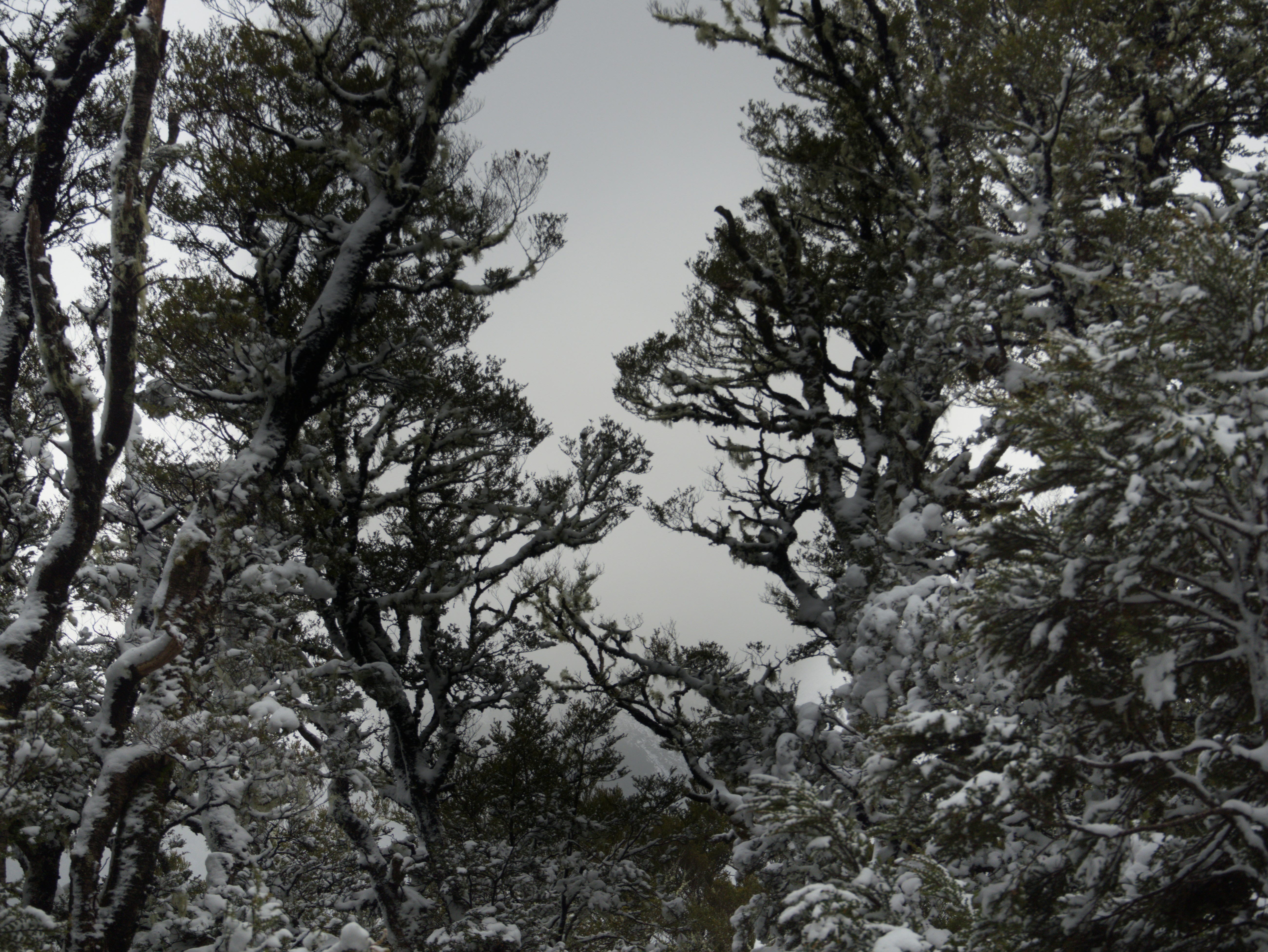 Snow-laden pines under a pale winter sky