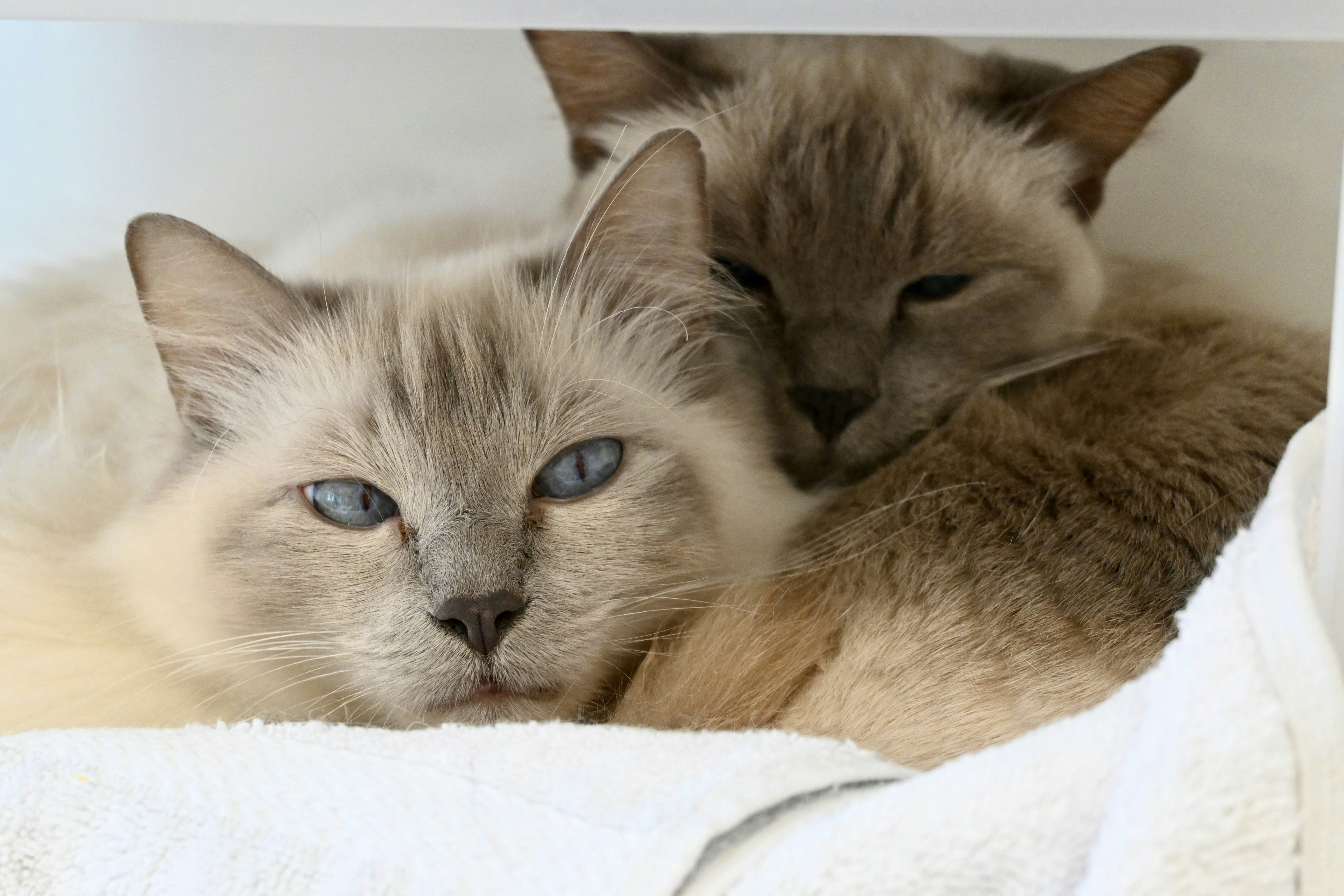 Twin Compliments: Gentle Cat Nook in Soft Bedding