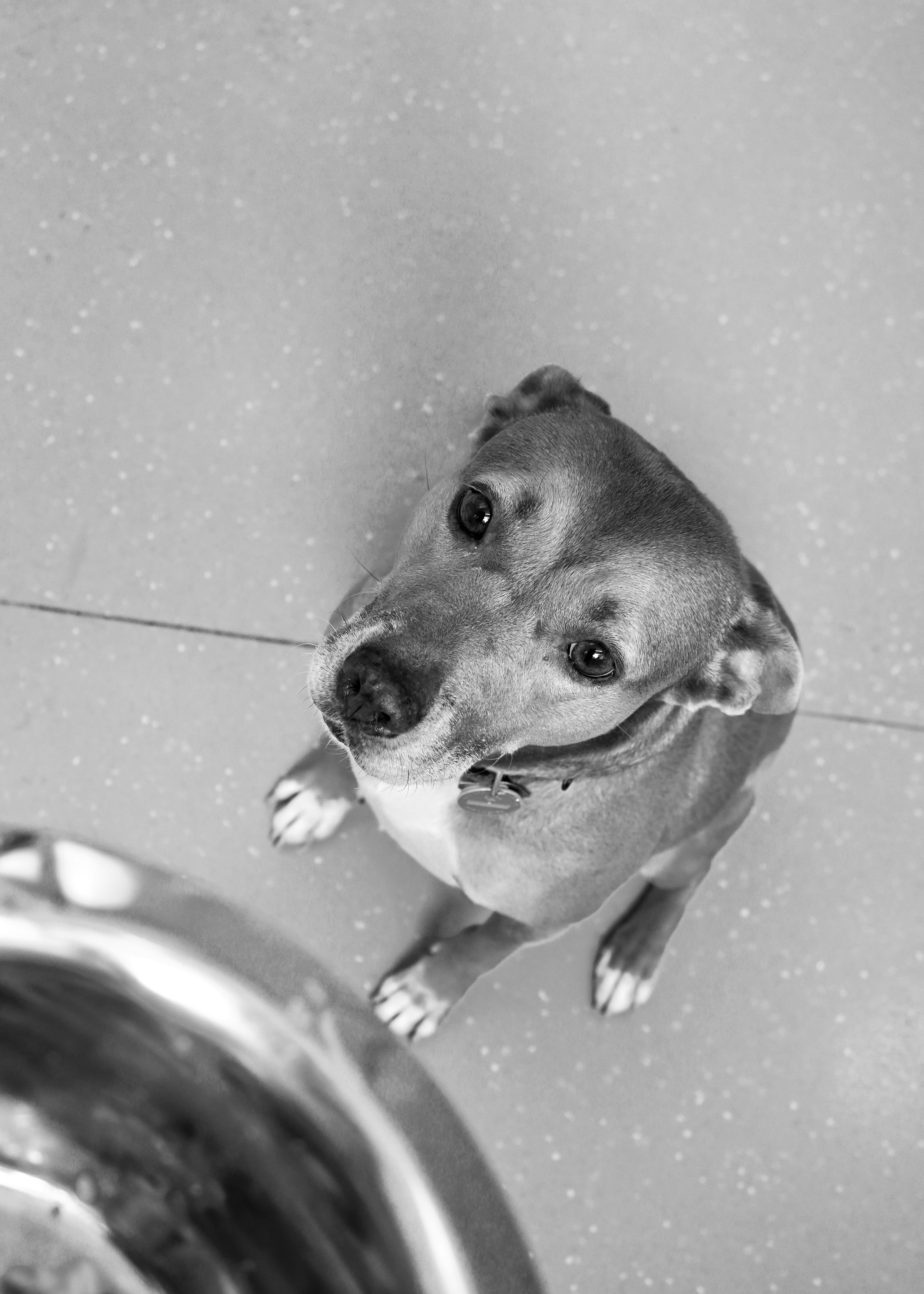Eyes on the Treat: A Curious Pup Looking Up