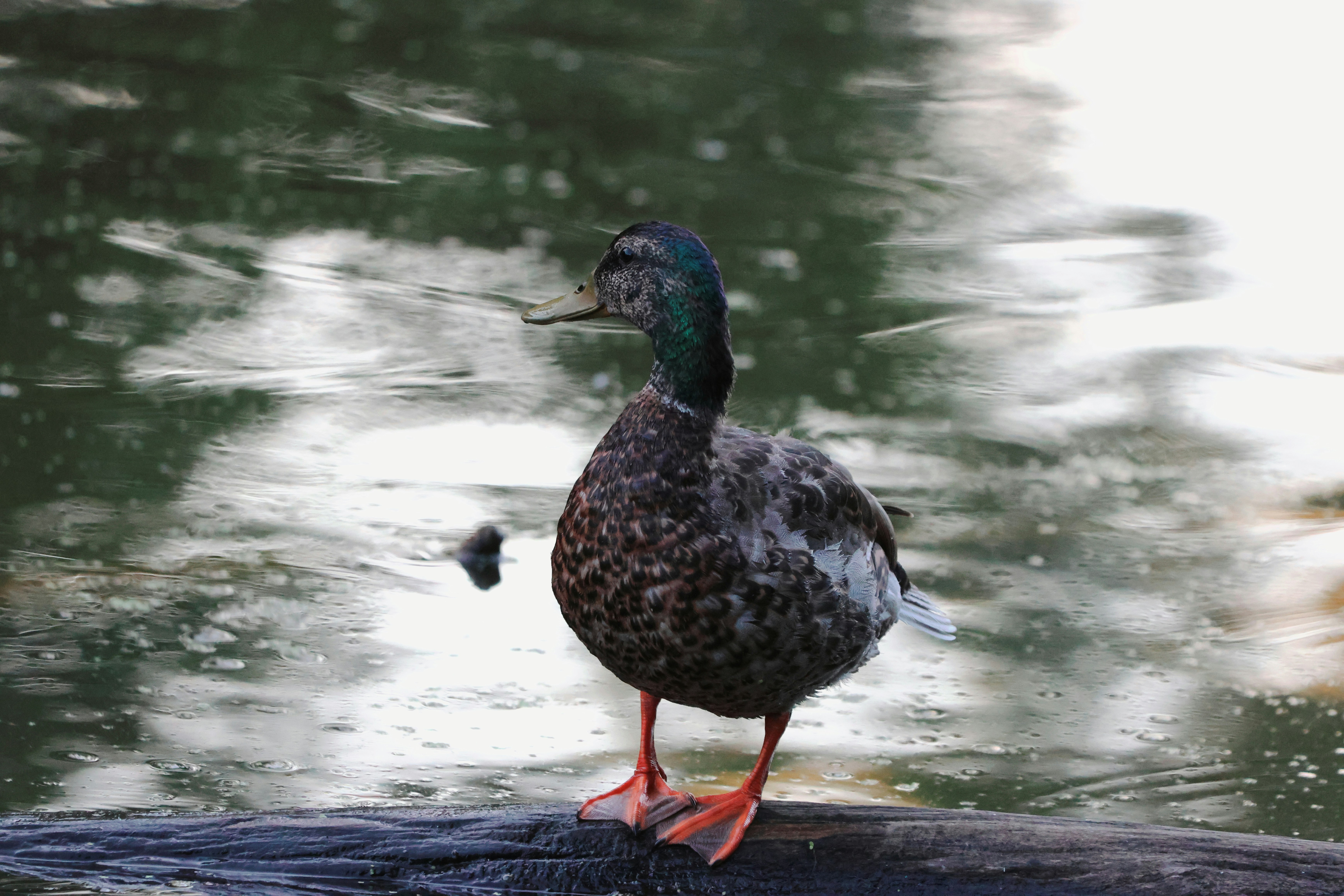 Heron Duck on Quiet Water: Portrait of a Red-Legged Explorer