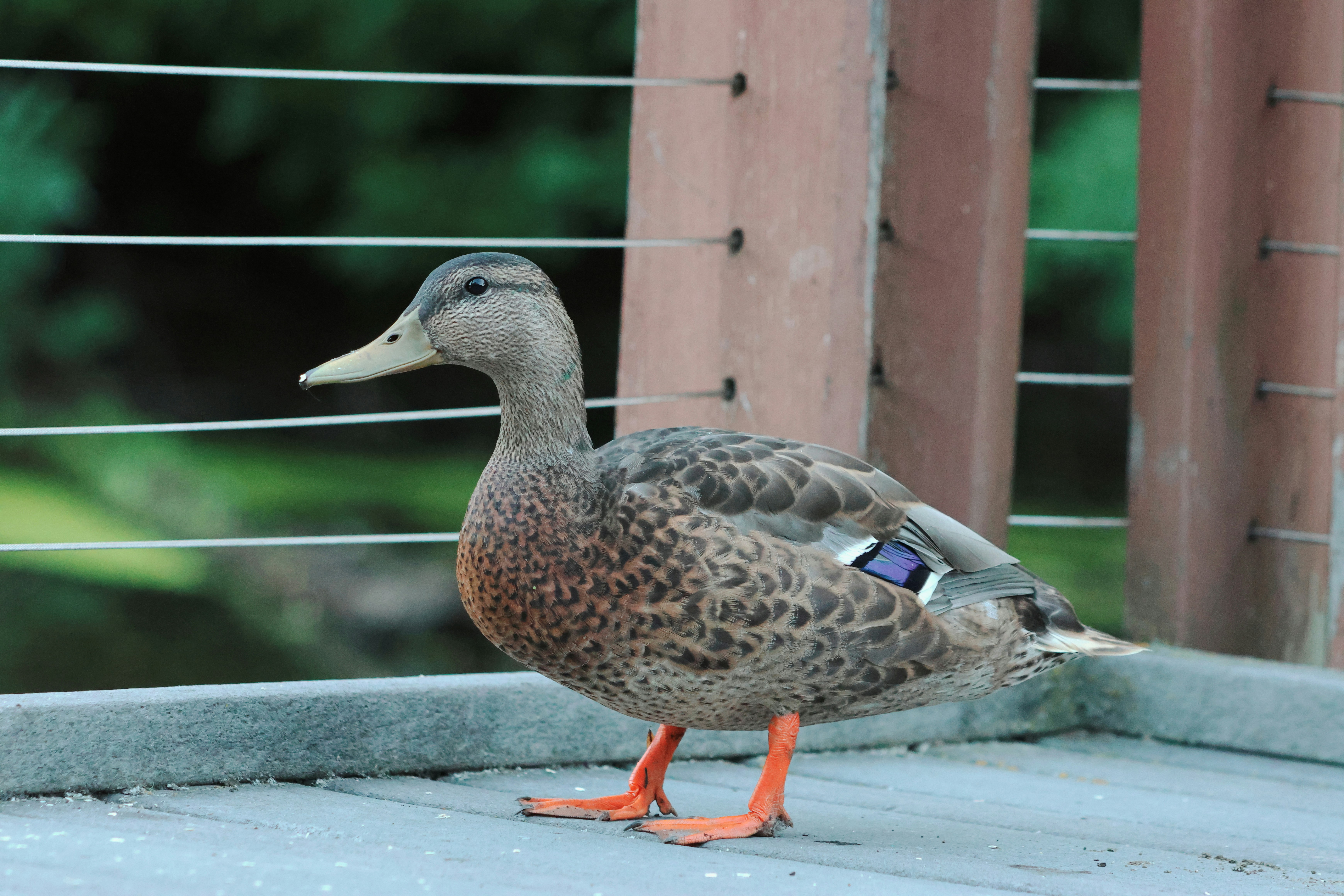 Patch of blue on brown: a mallard on a sunlit railing