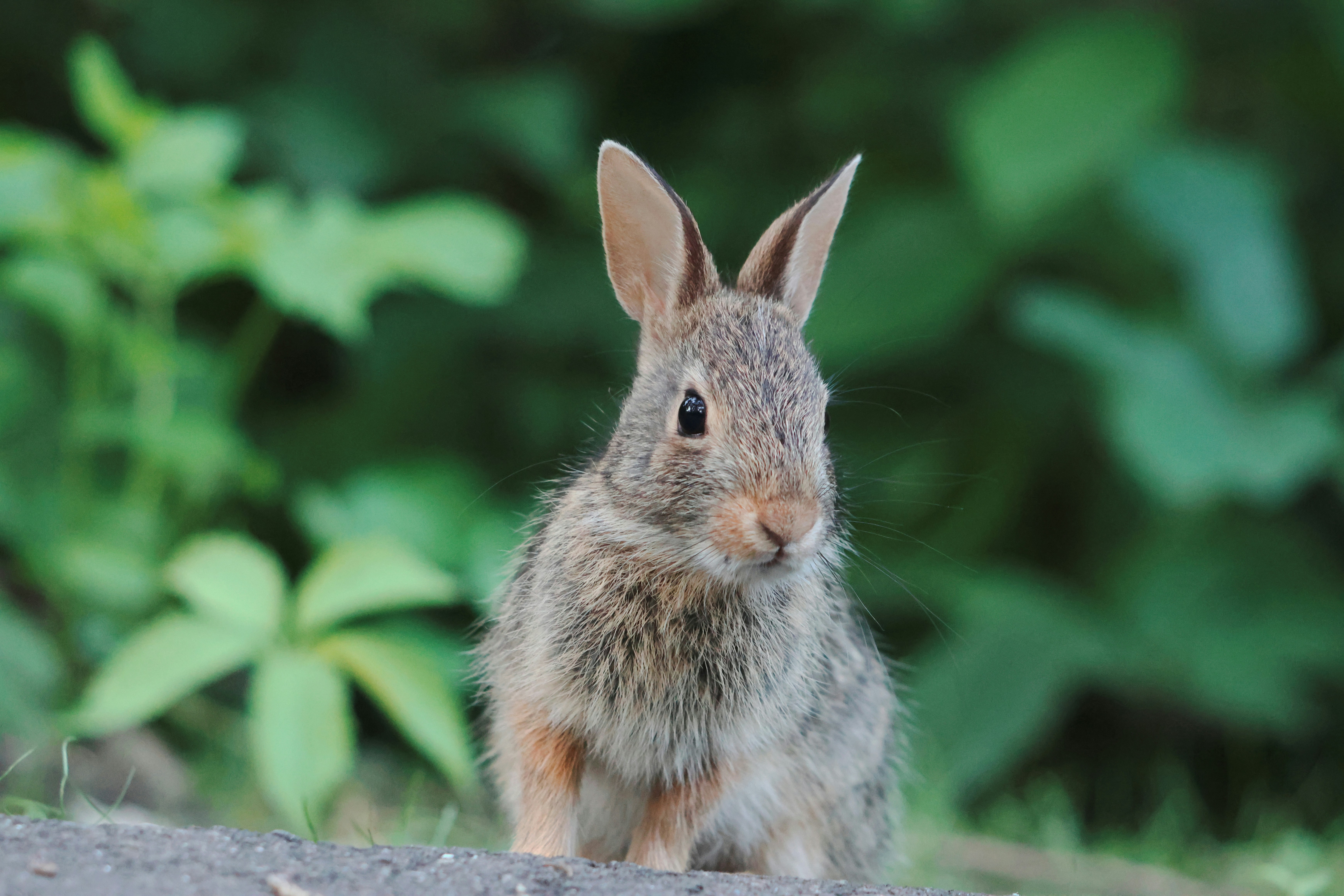 Curious woodland ambassador: a curious rabbit peers over the edge