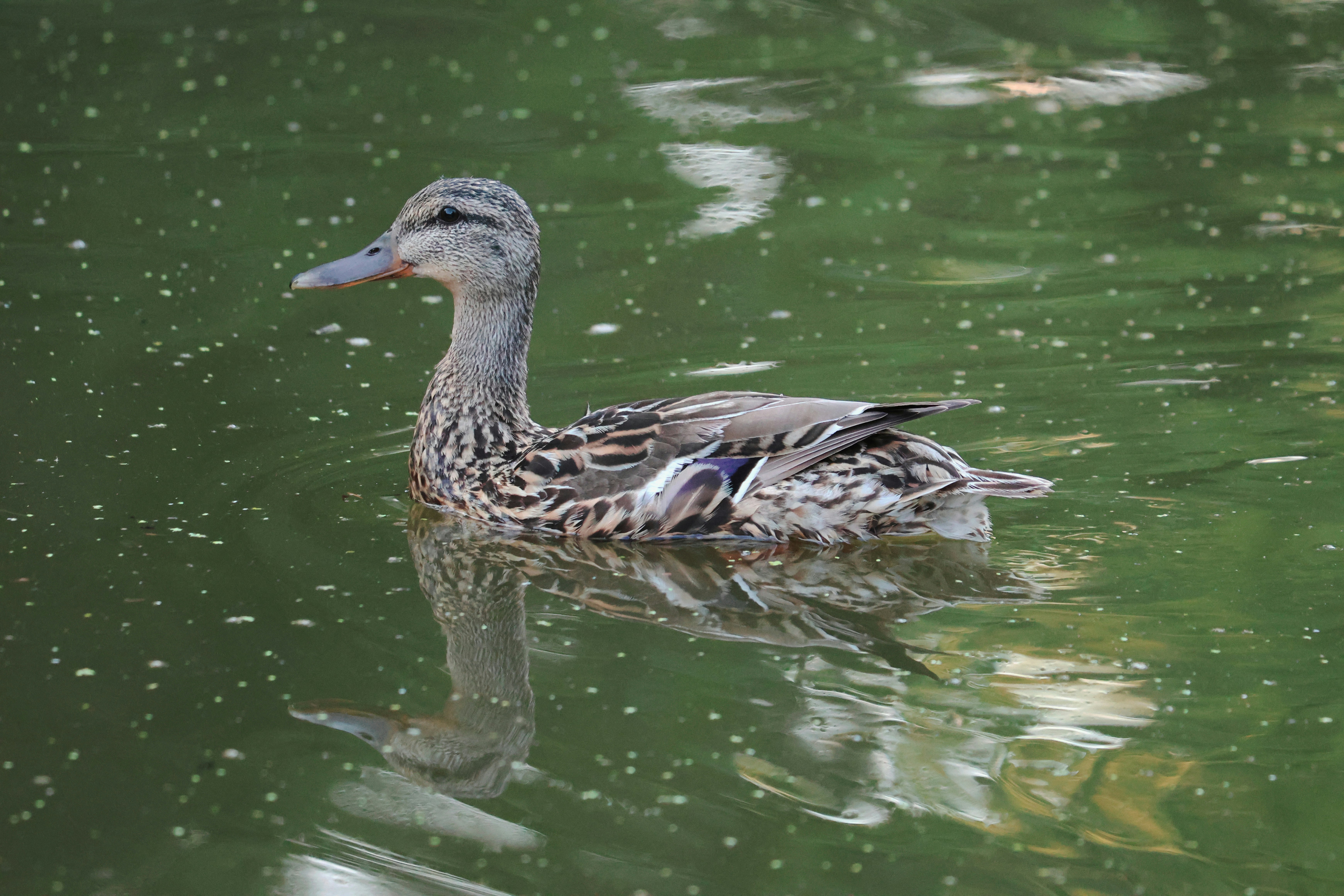 Midday Glide: A Mallard in Still Green Reflections