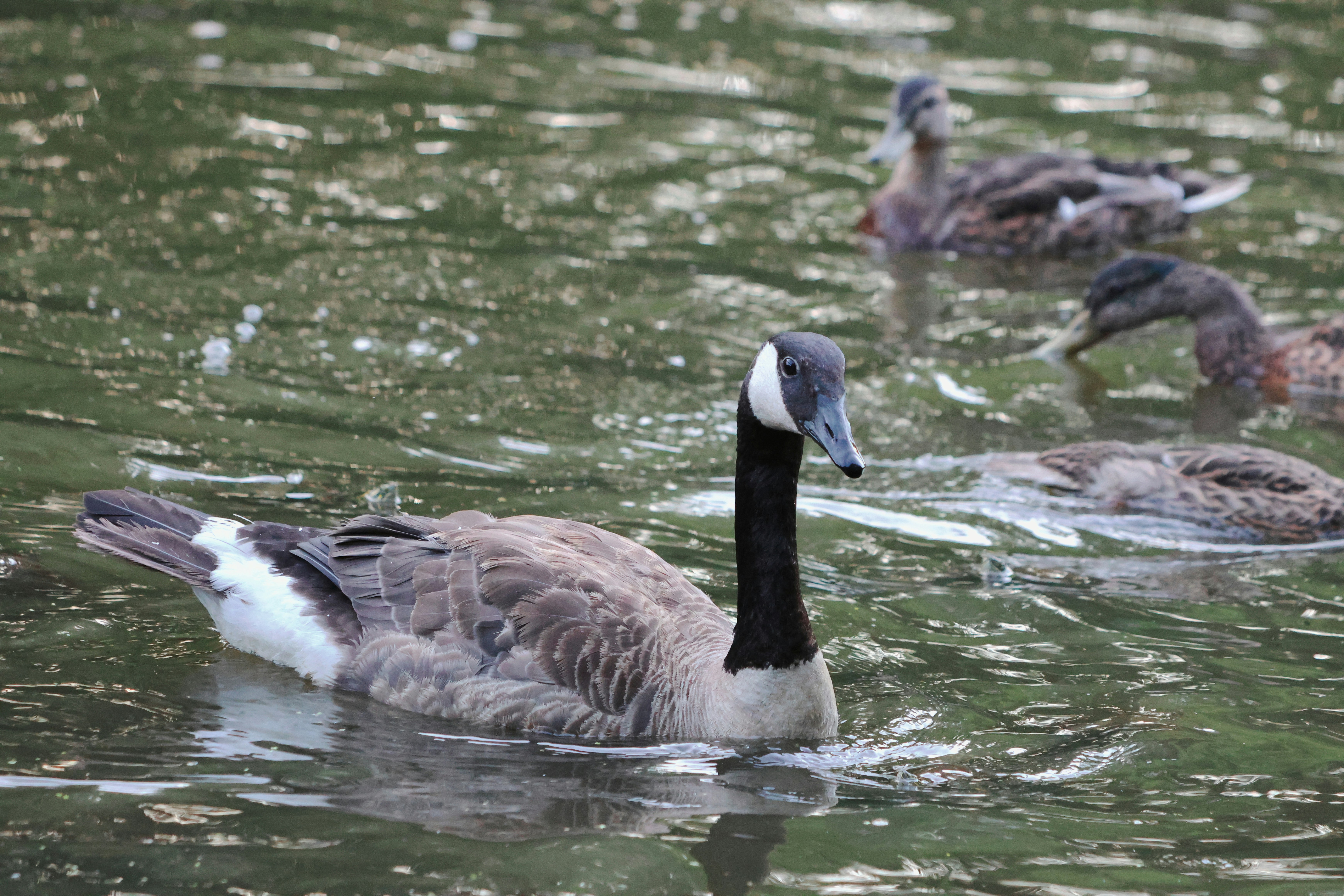 Centered Black-necked Goose Leads a Calm Quack Parade