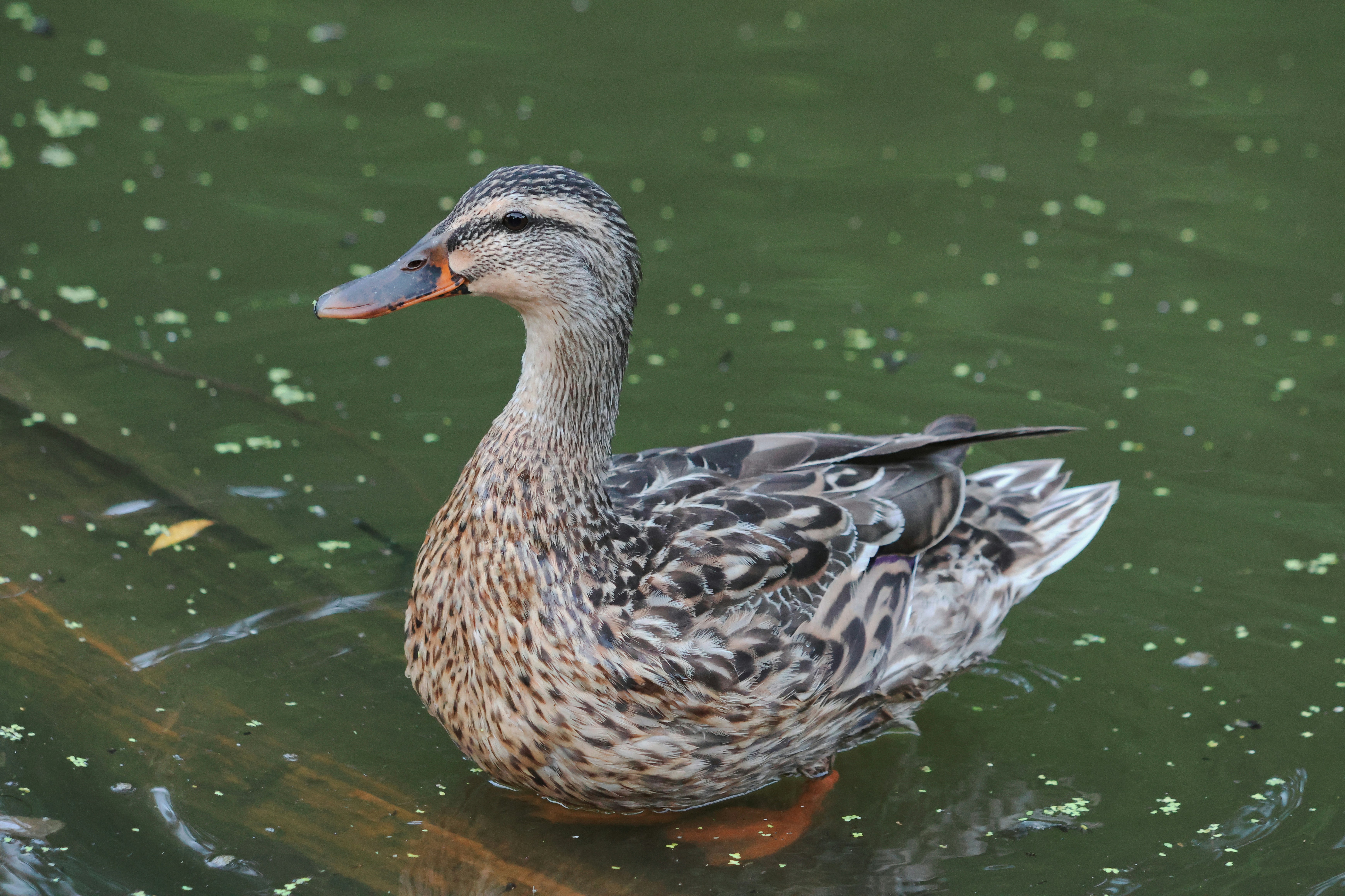 A Female Mallard Duck standing on top of a fallen log in a pond at a local city park