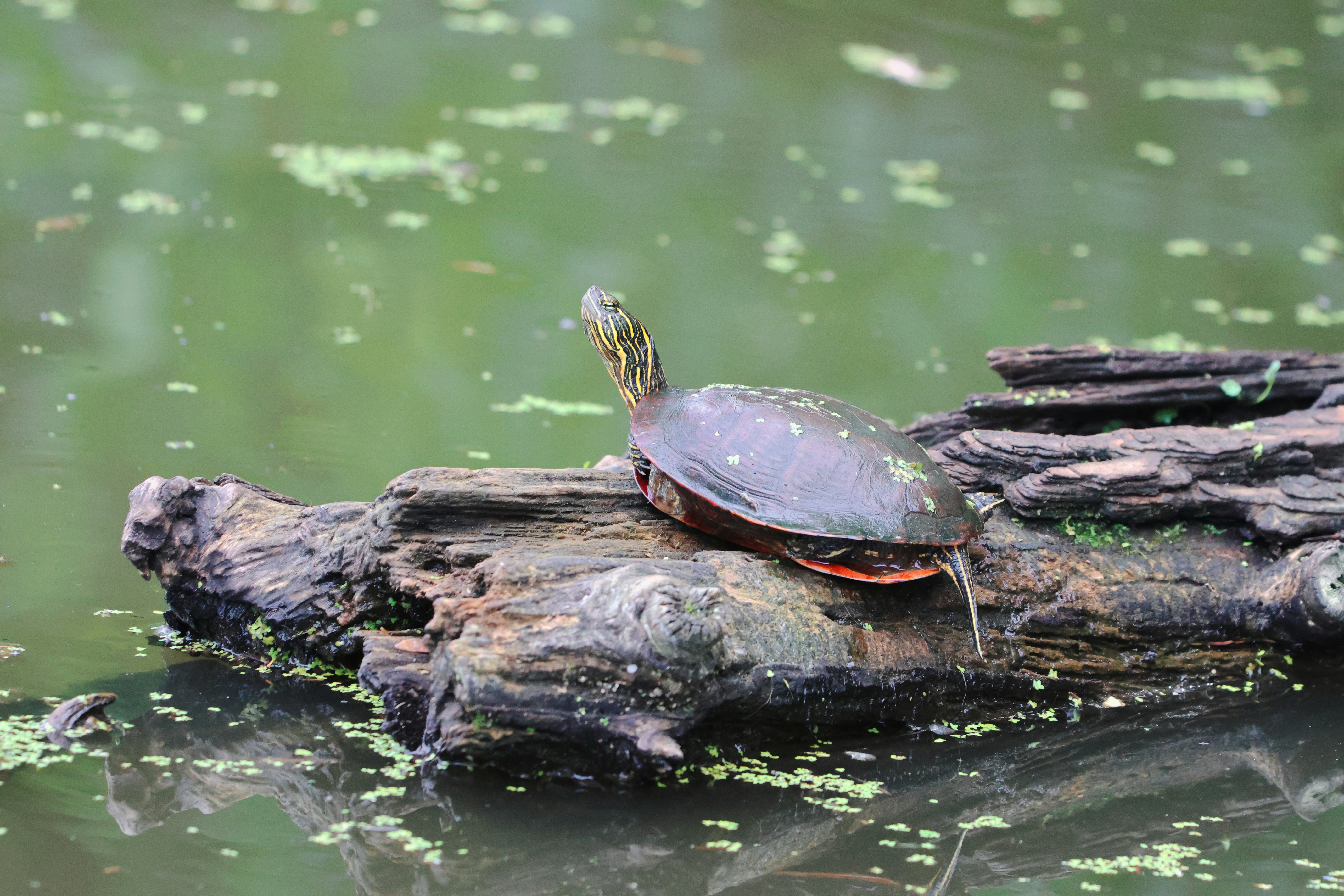 Green Turtle Resting on Weathered Log in Murky Pond