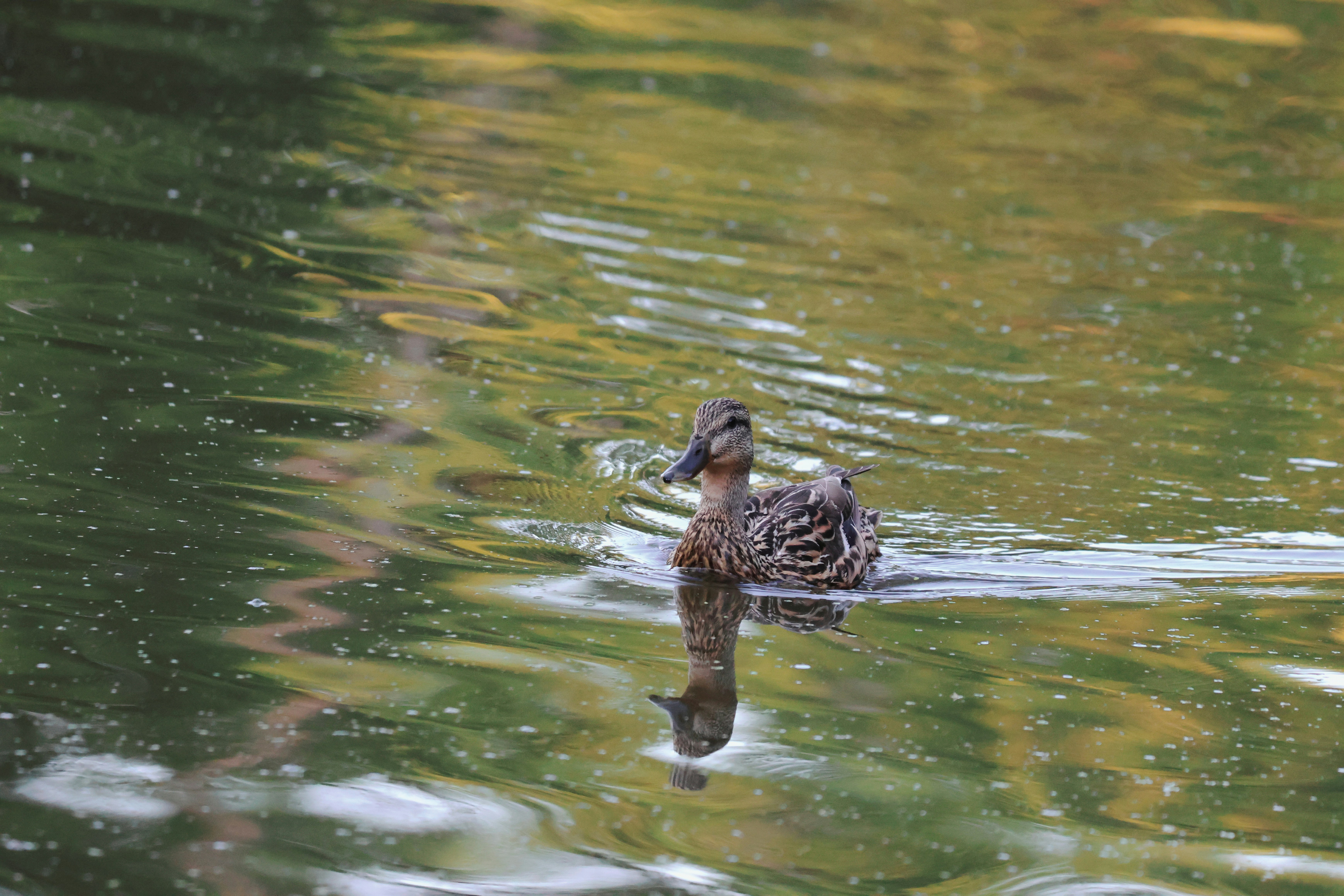 Calm Duck on a Dusky Pond Surface