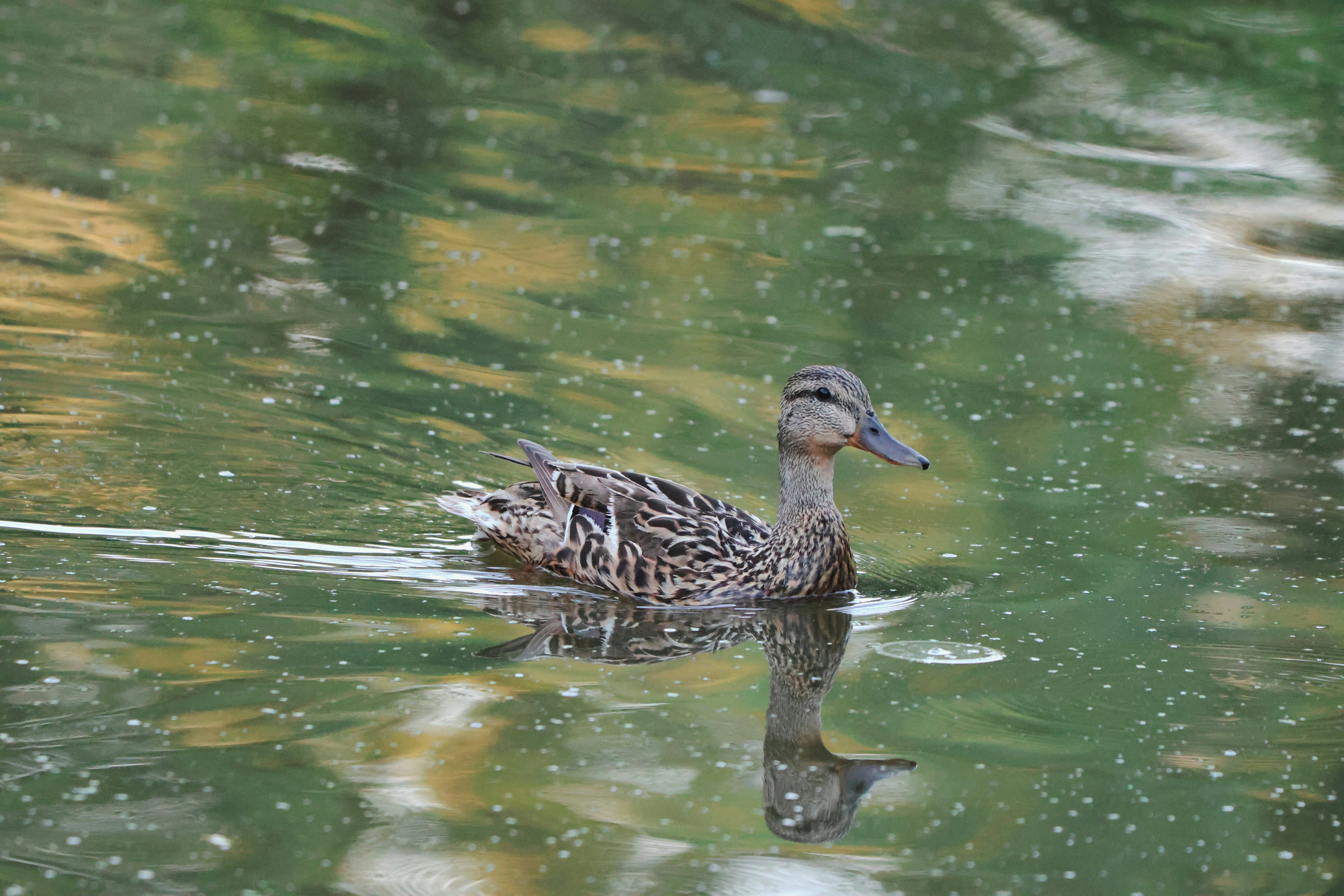 Emerald Riverside Duck: A Quiet Glide with Reflections