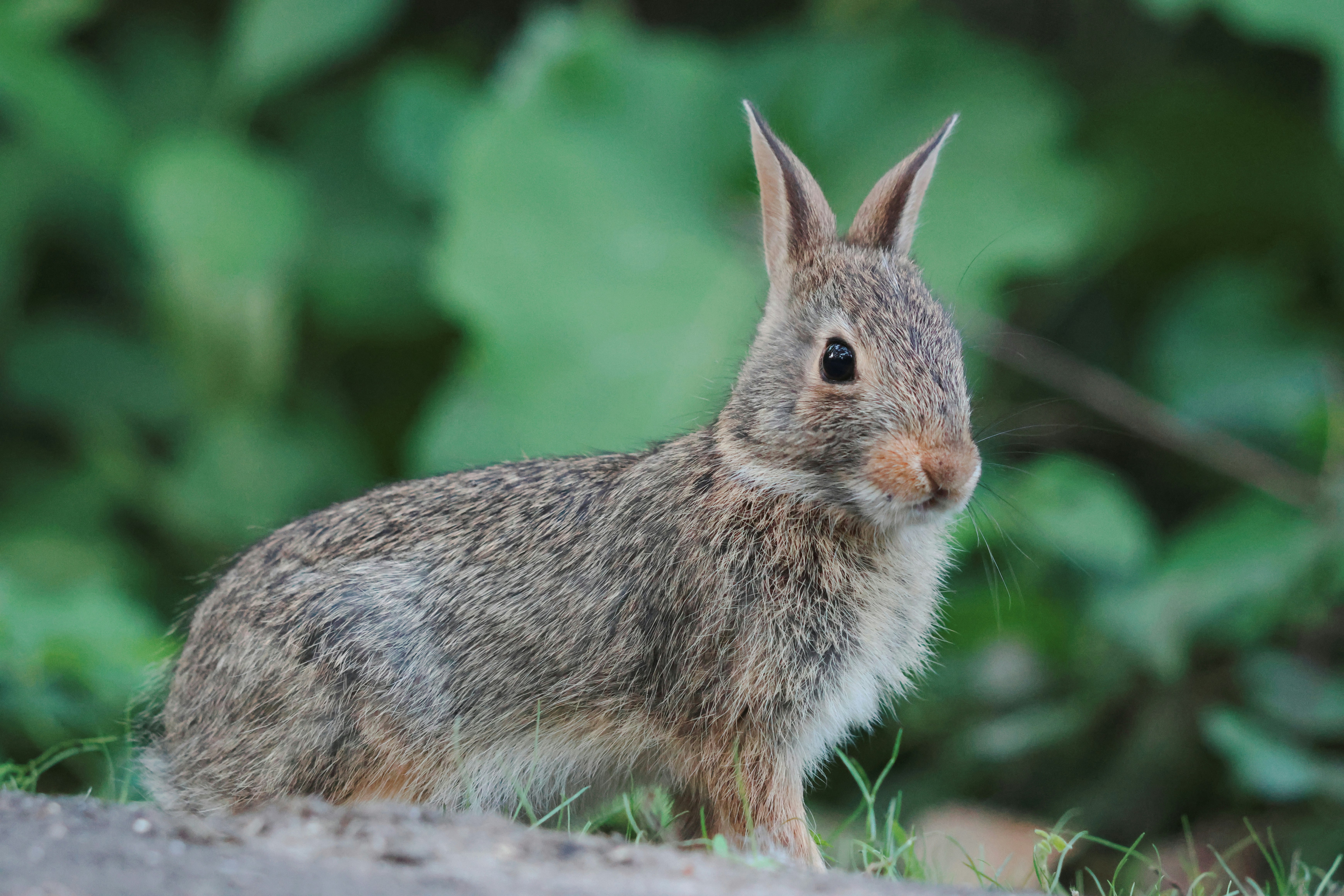 Curious Rabbit on a Quiet Edge