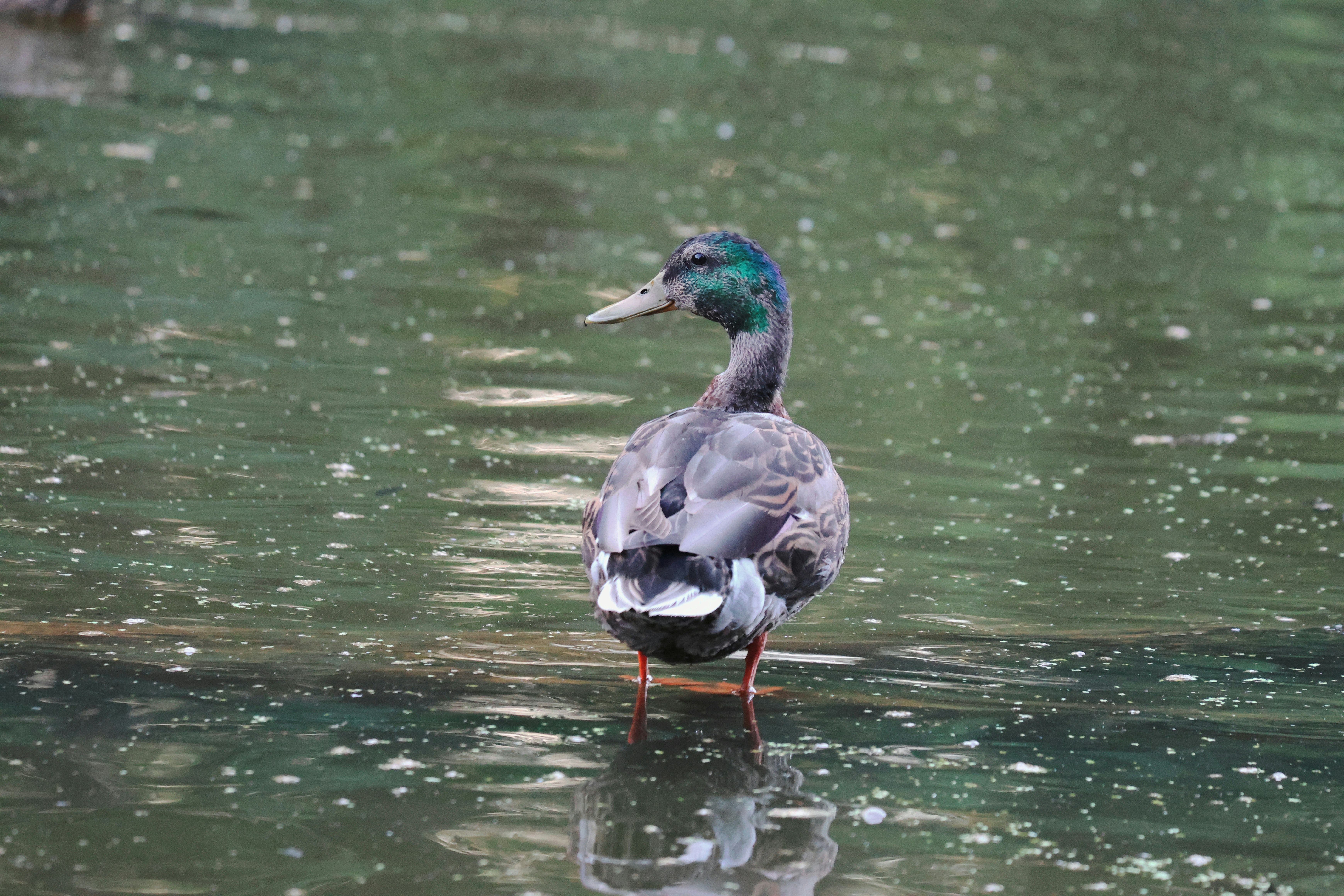 Emerging from the Ripples: A Mallard in Striking Green Light