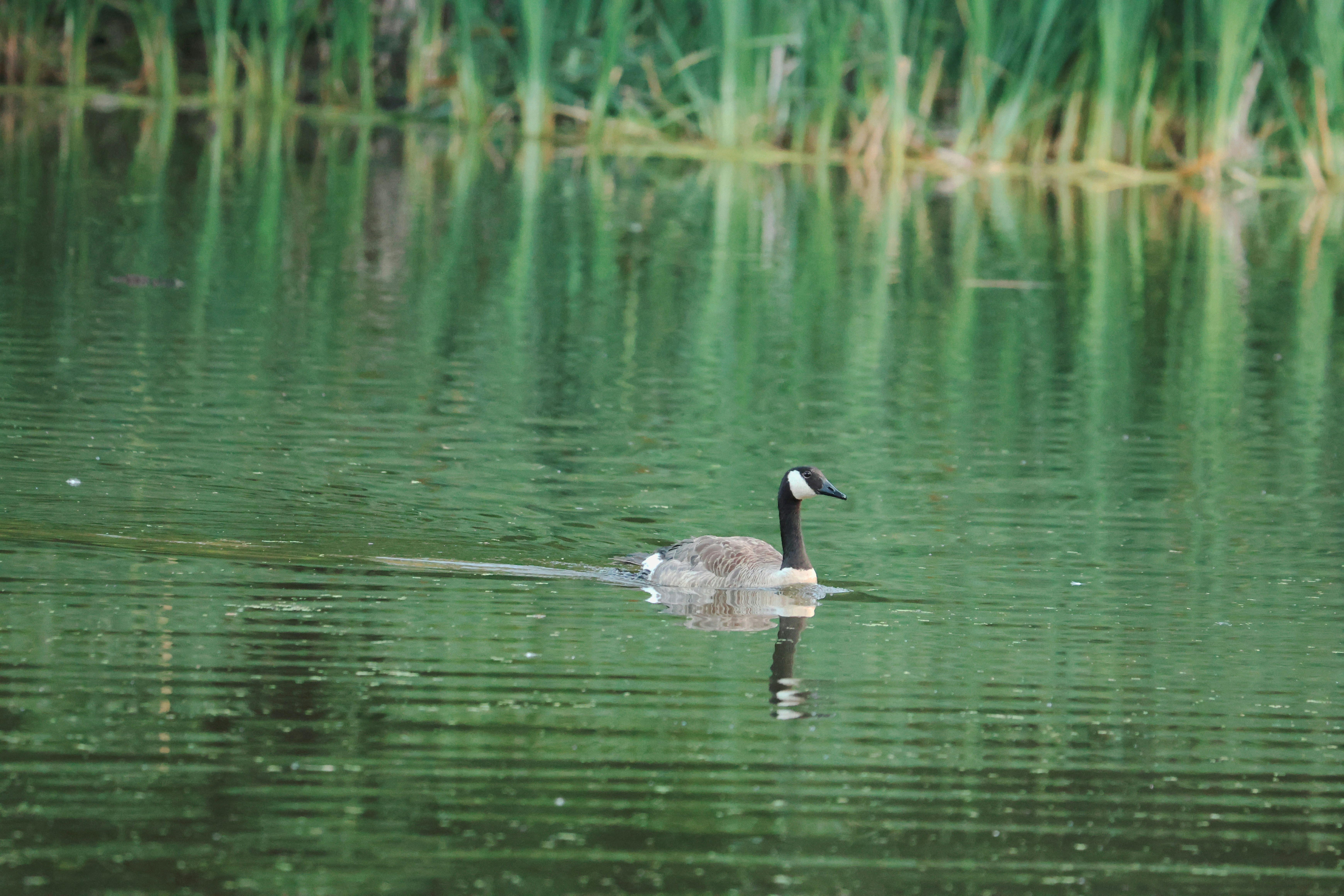 Solitary Goose Skimming a Glassy Pond