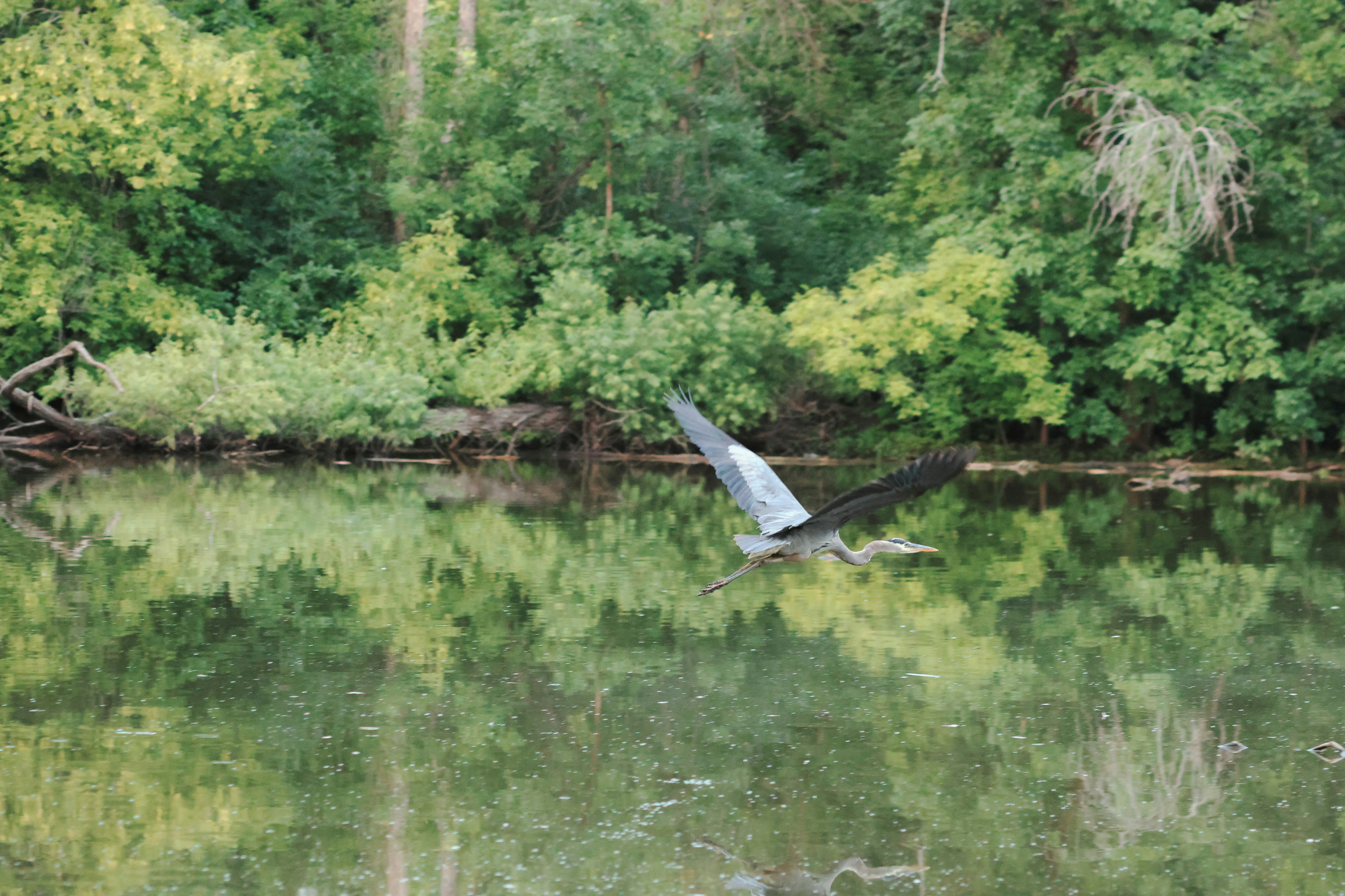 Mute Heron in Flight Above a Quiet River