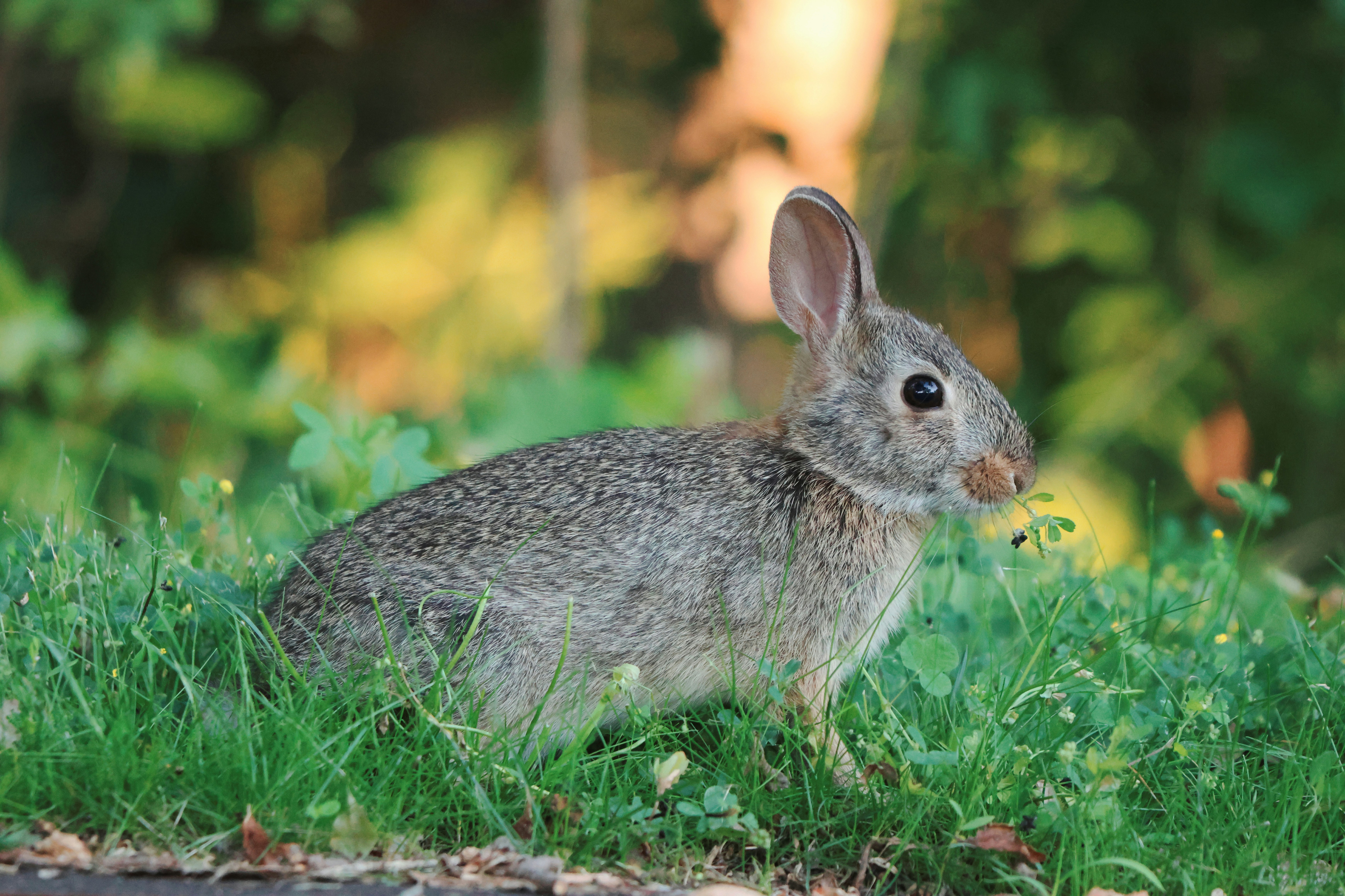 A Quiet Meadow Stare: Rabbit Amid Green Fronds