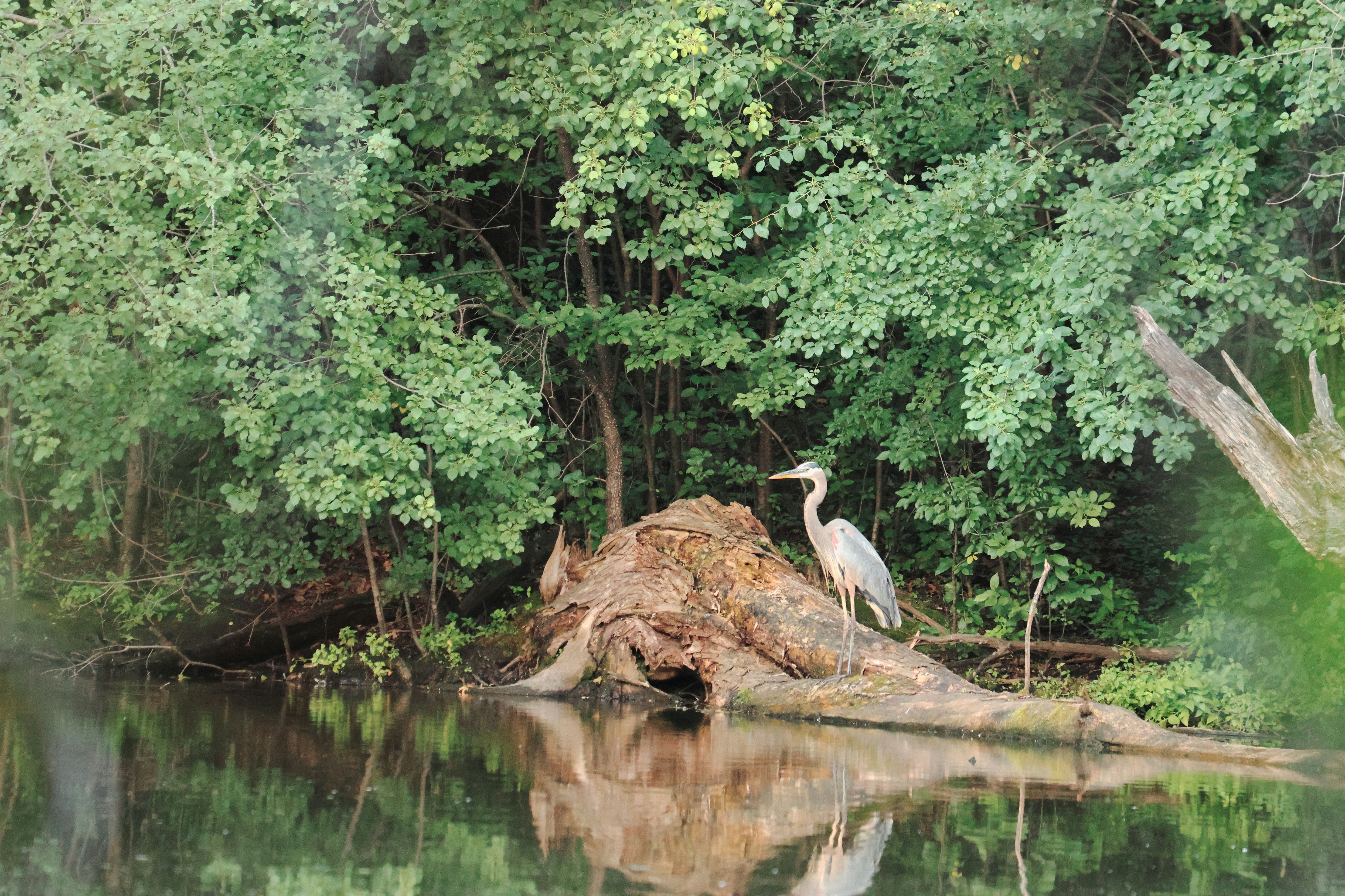 Heron on the Log: Quiet Stillness by the Riverbank