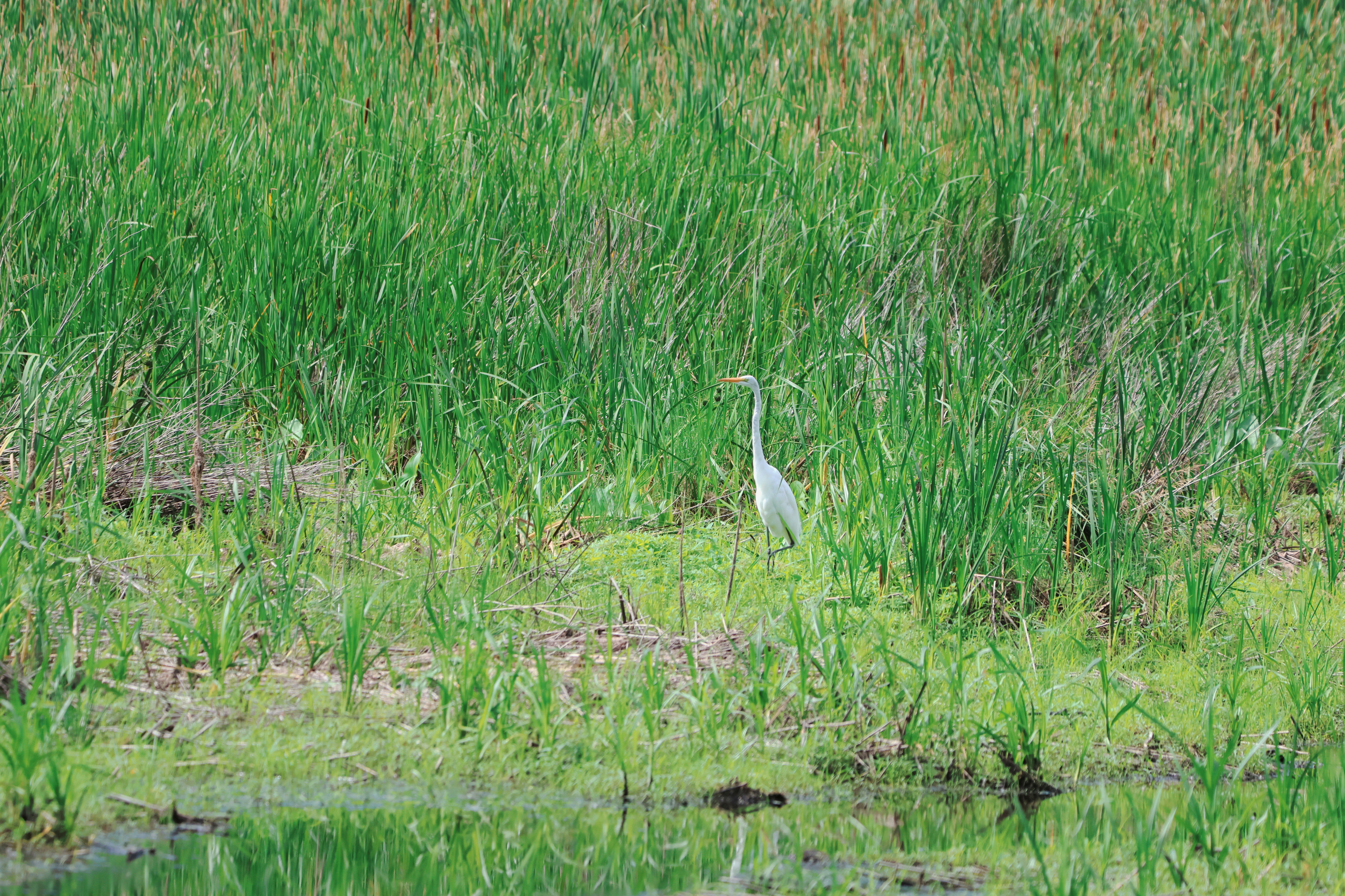 Heron in a grassy shoreline mirror