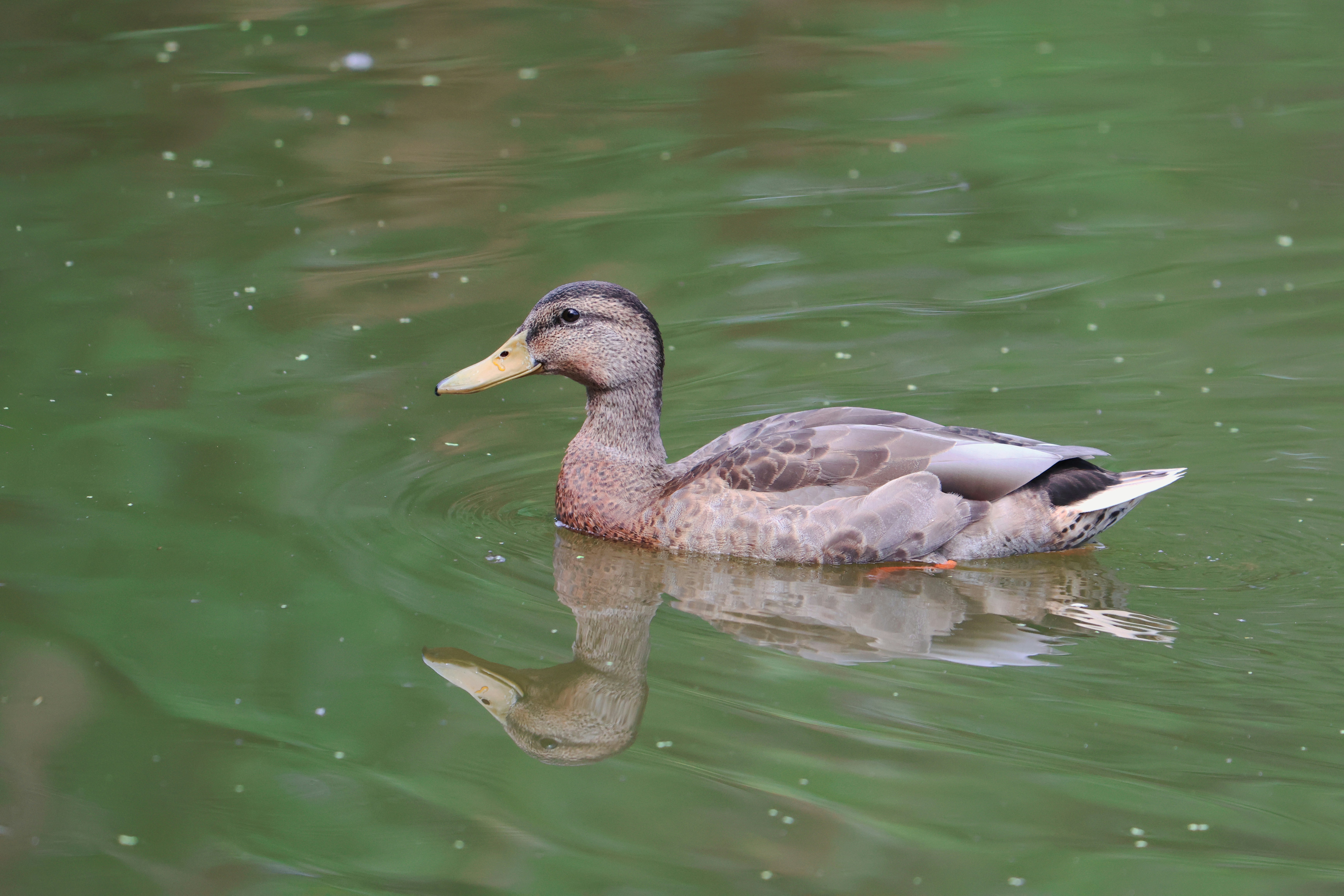 Single Mallard Glide: Emerald Pond, Subtle Ripples