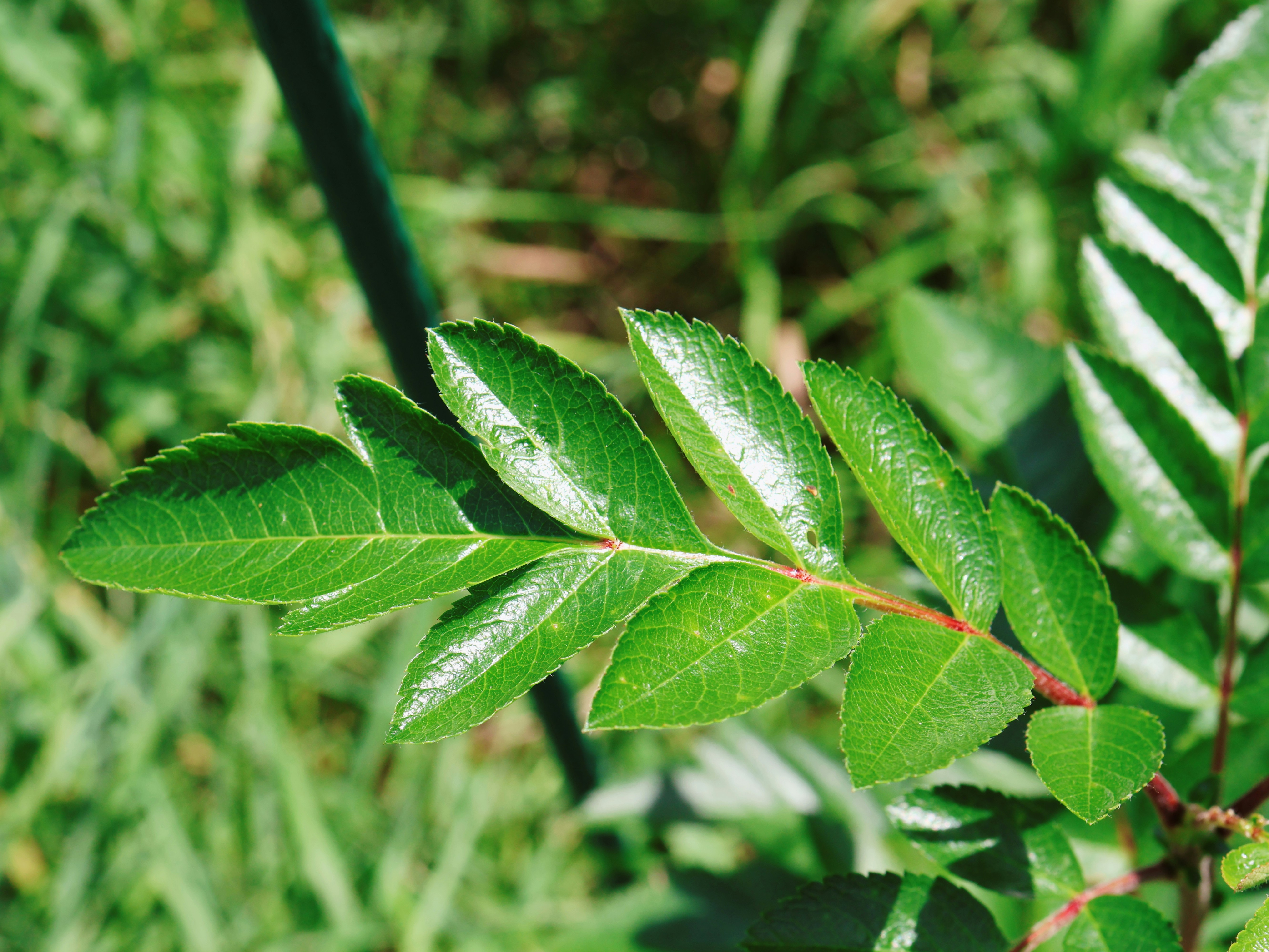 Emerald Leaflet: A Close-Up of Glossy Compound Leaves Basking in Sunlight