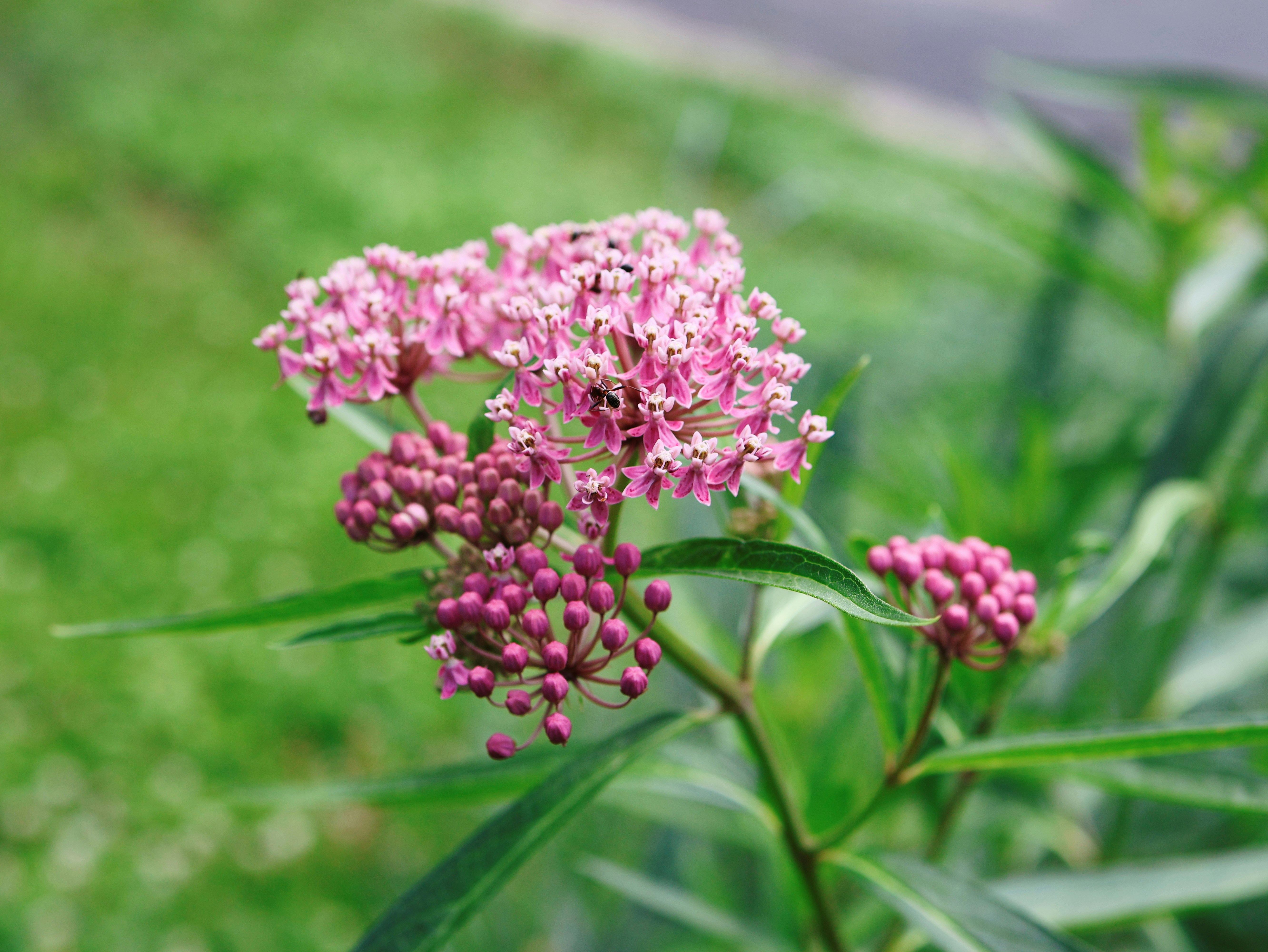 Swamp Milkweed