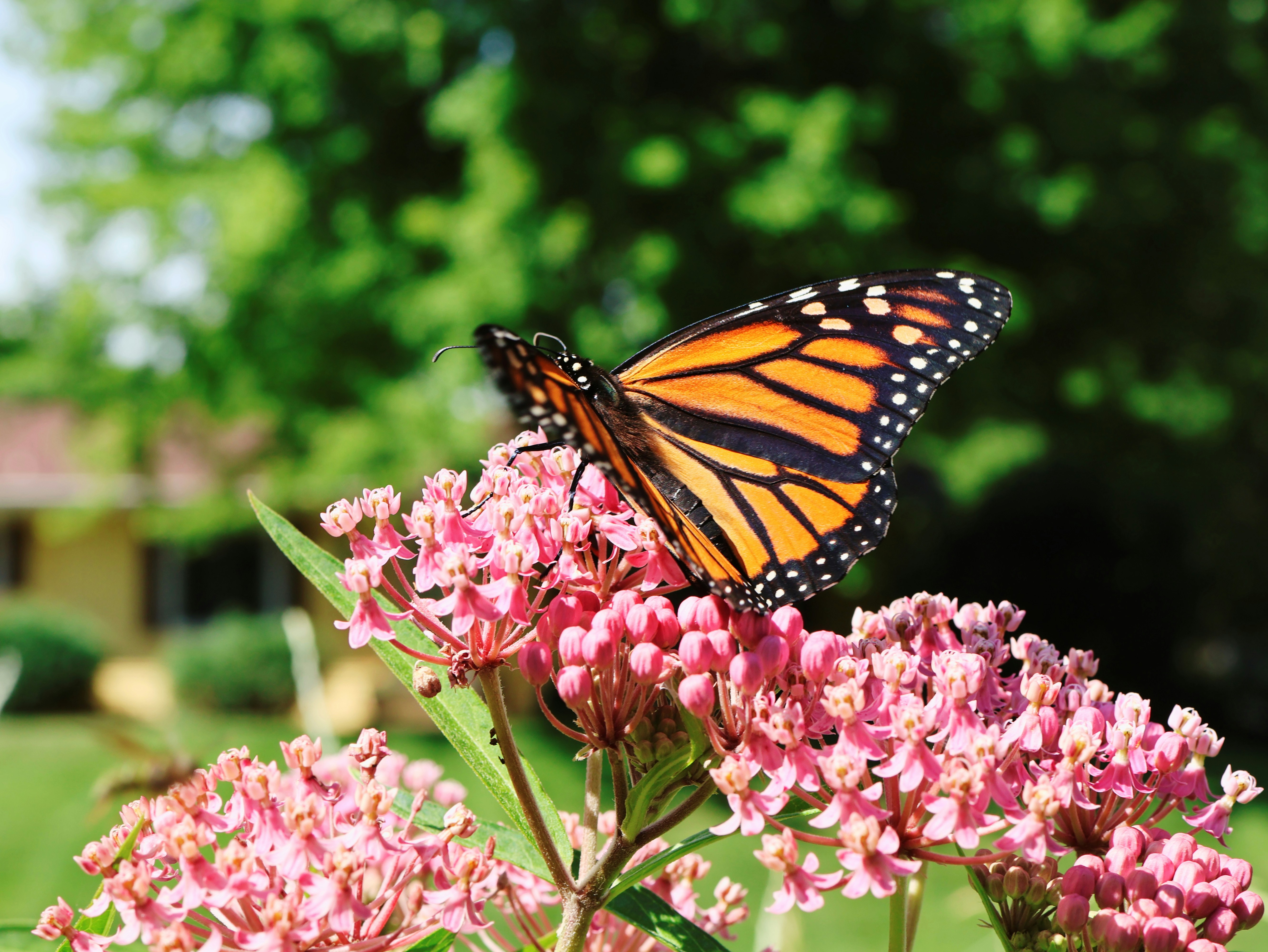  monarch on pink cluster: a delicate perch amid sunlit blooms
