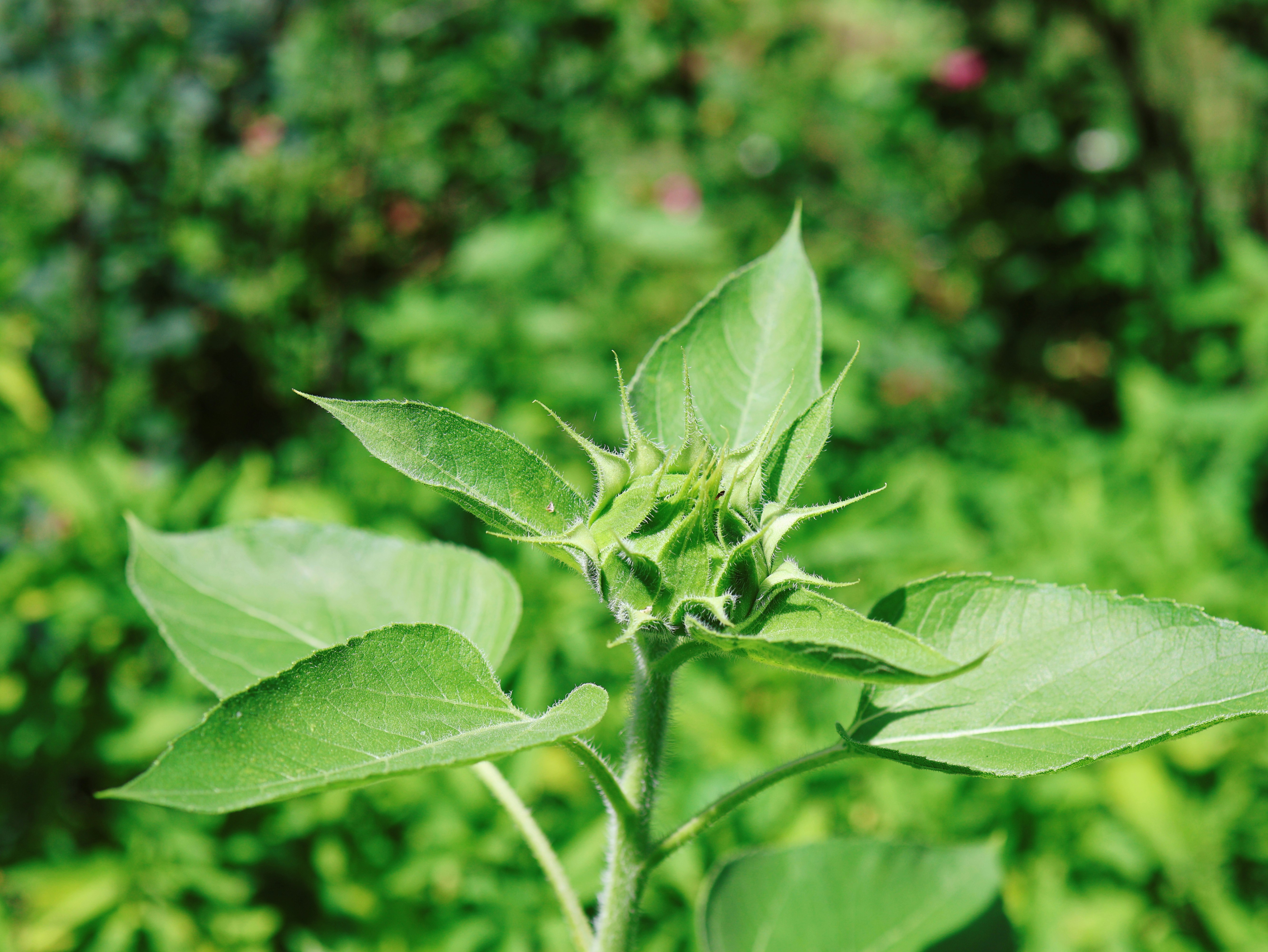 Fresh Green Embrace: a young bud in a sunlit garden