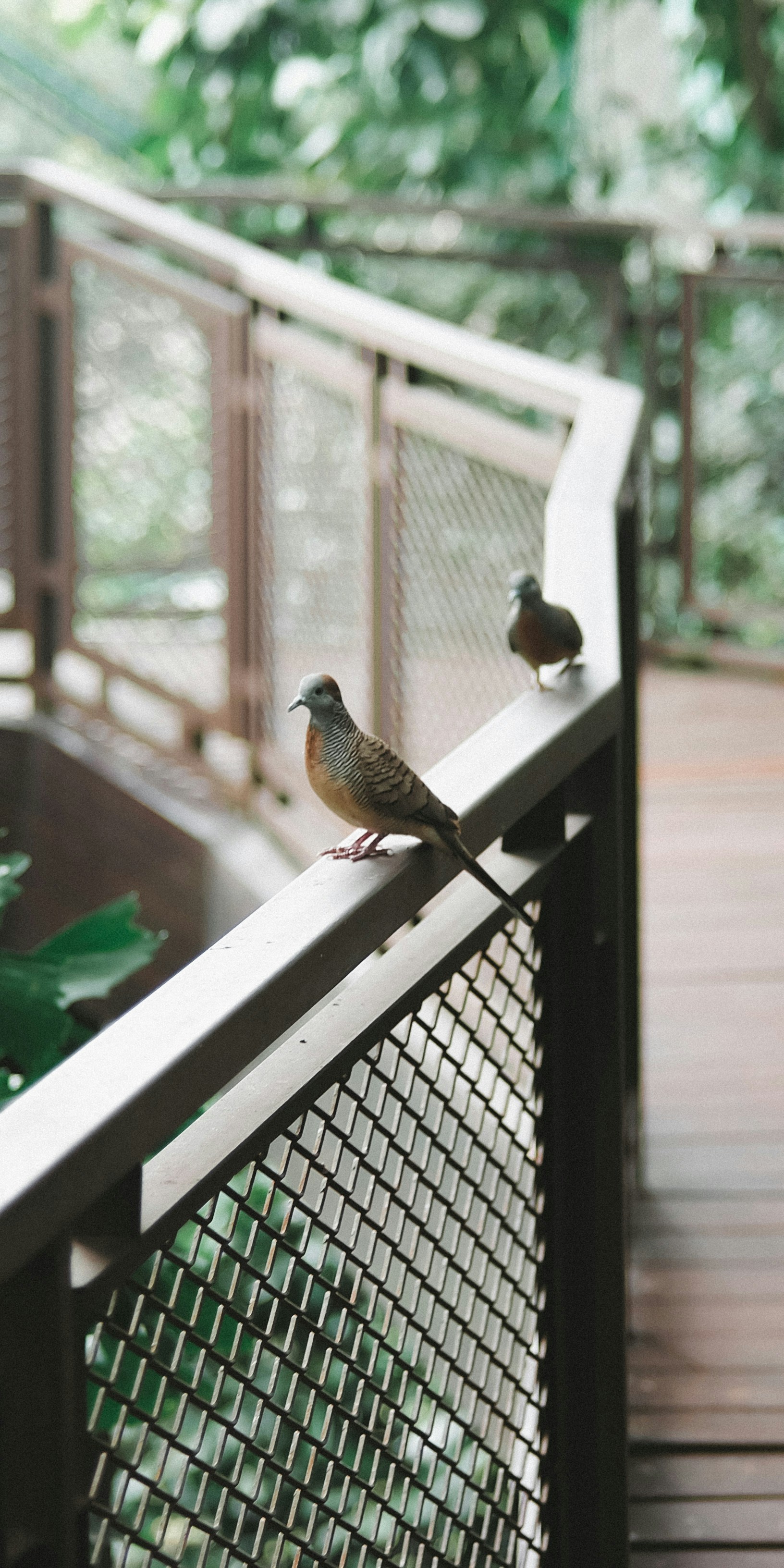 Pigeon on a railing: a quiet moment on a wooden walkway
