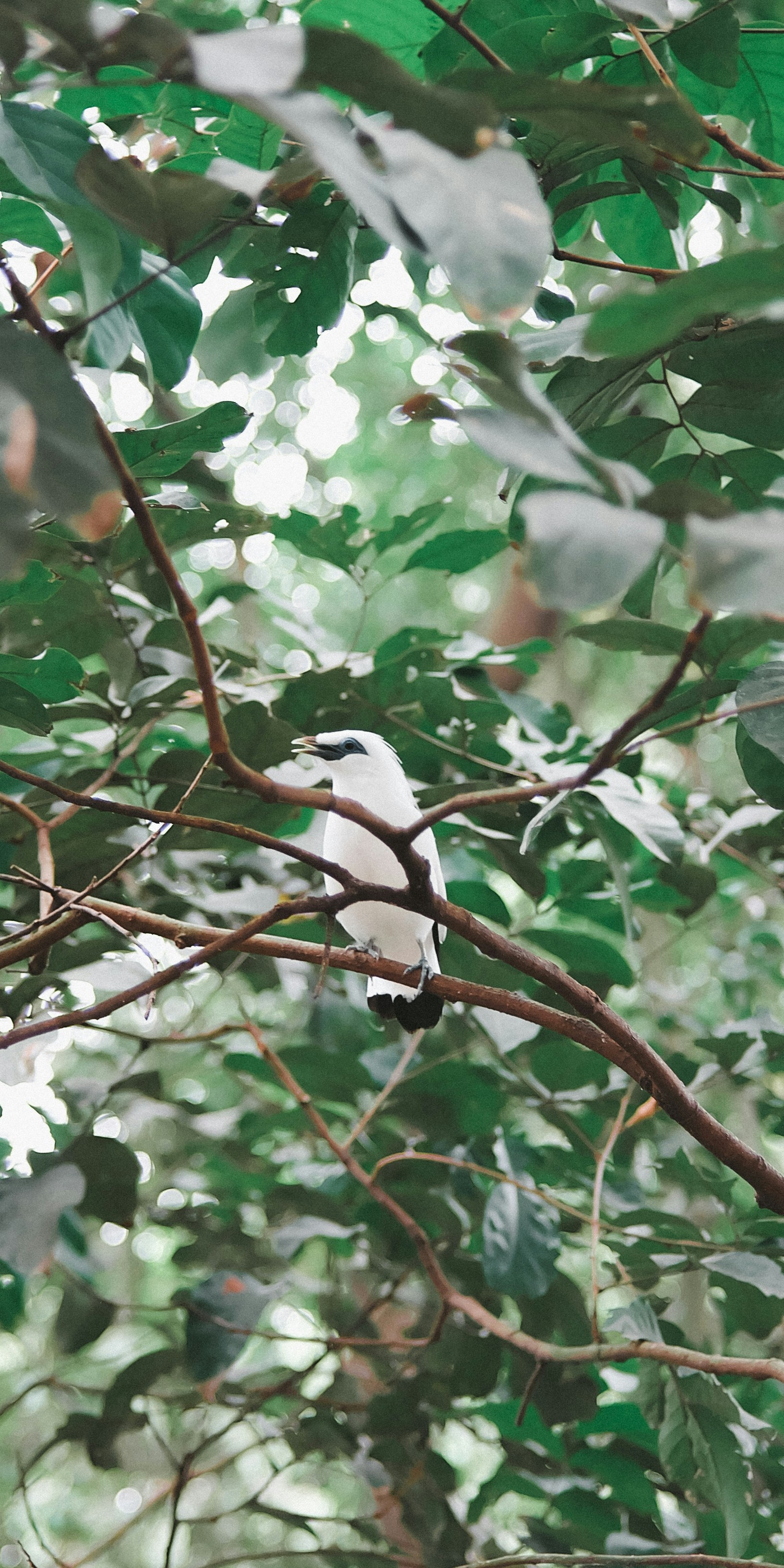 White Bird on a Branch Amid Verdant Canopy