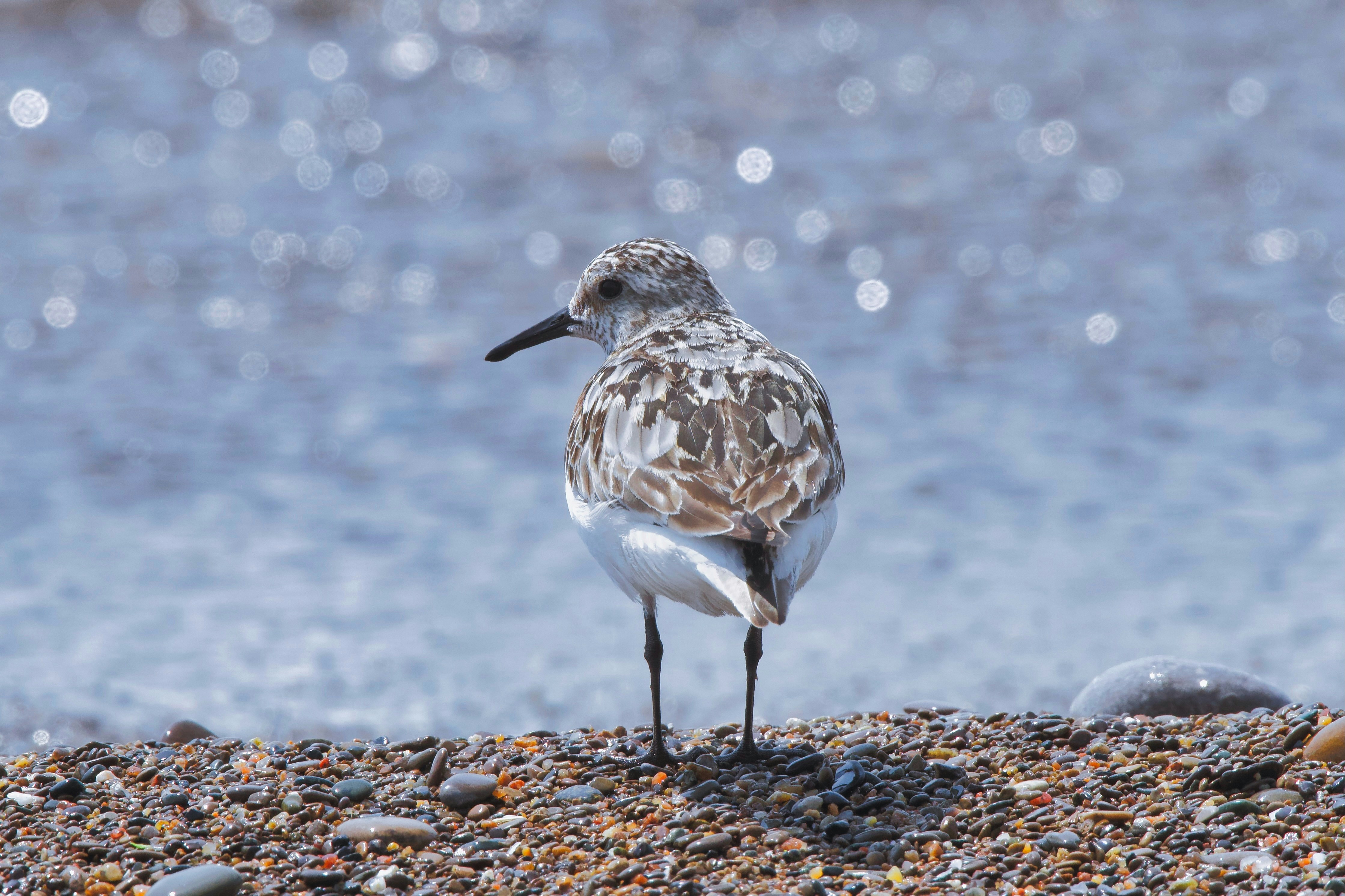 Beached Gull at Quiet Shoreline