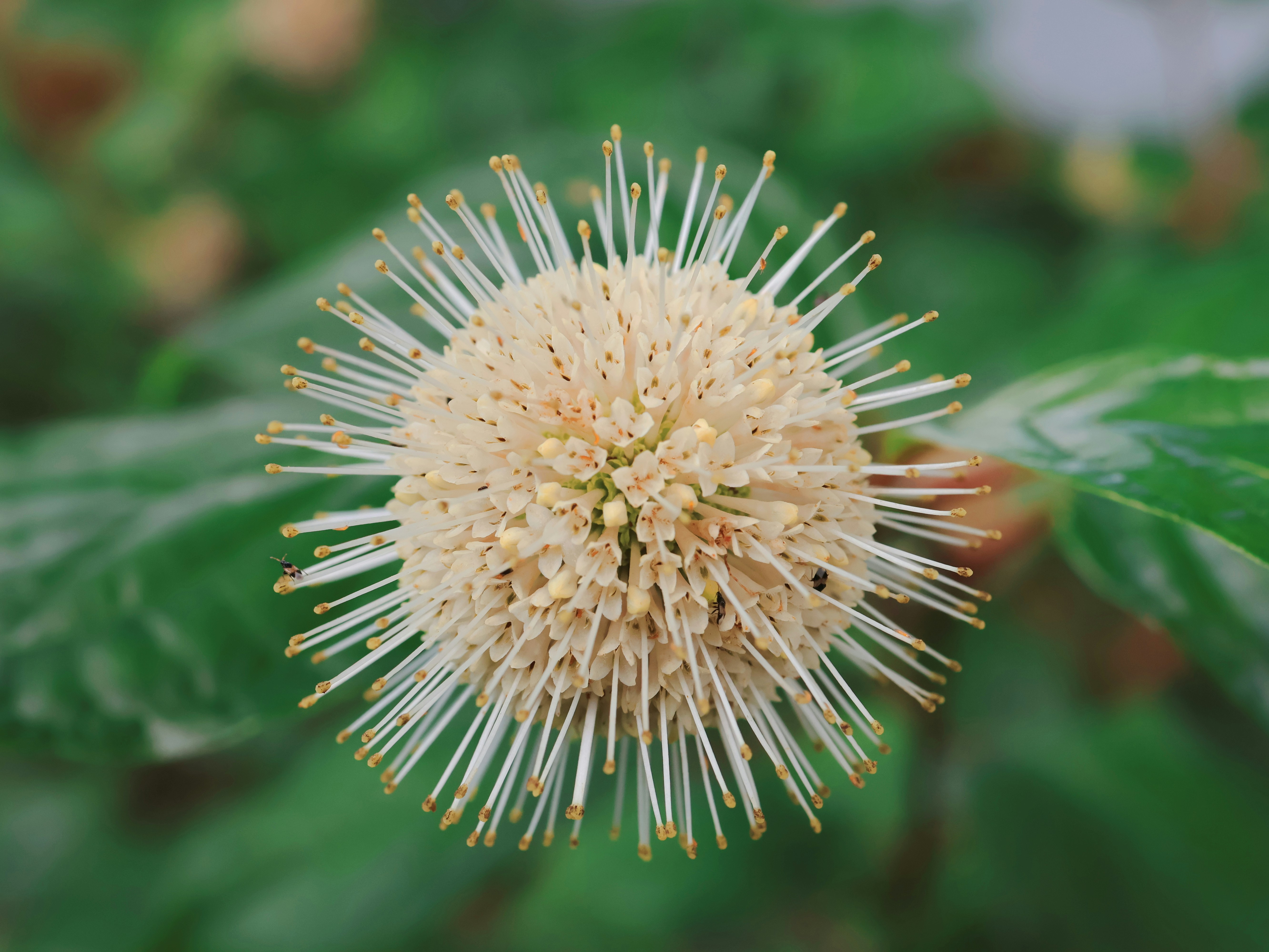 Cream-colored spherical bloom with radiating filaments sits against blurred green foliage; a close-up of the plant's unique flower head.