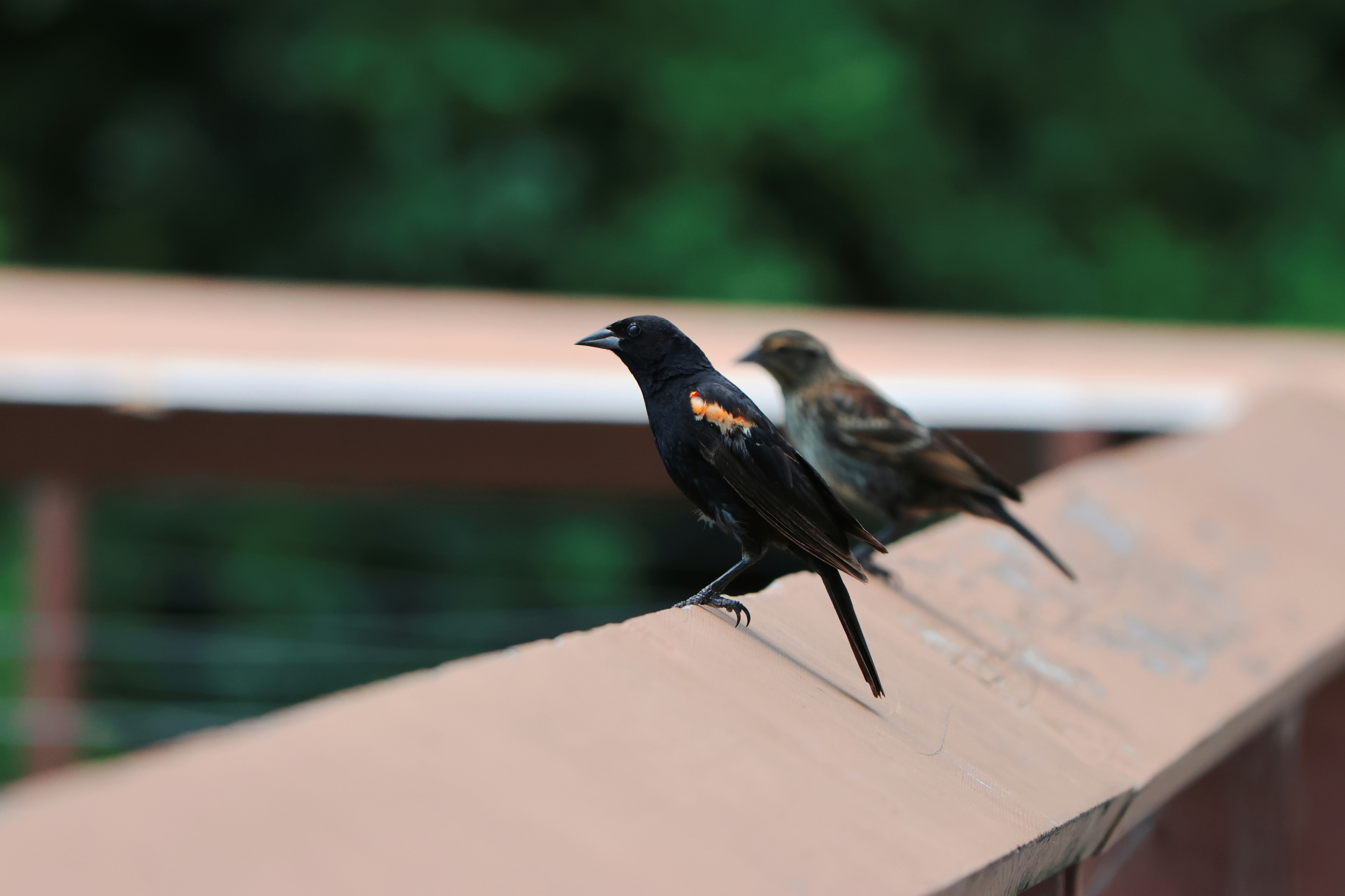 Two Blackboard Starlings Perch on a Railing
