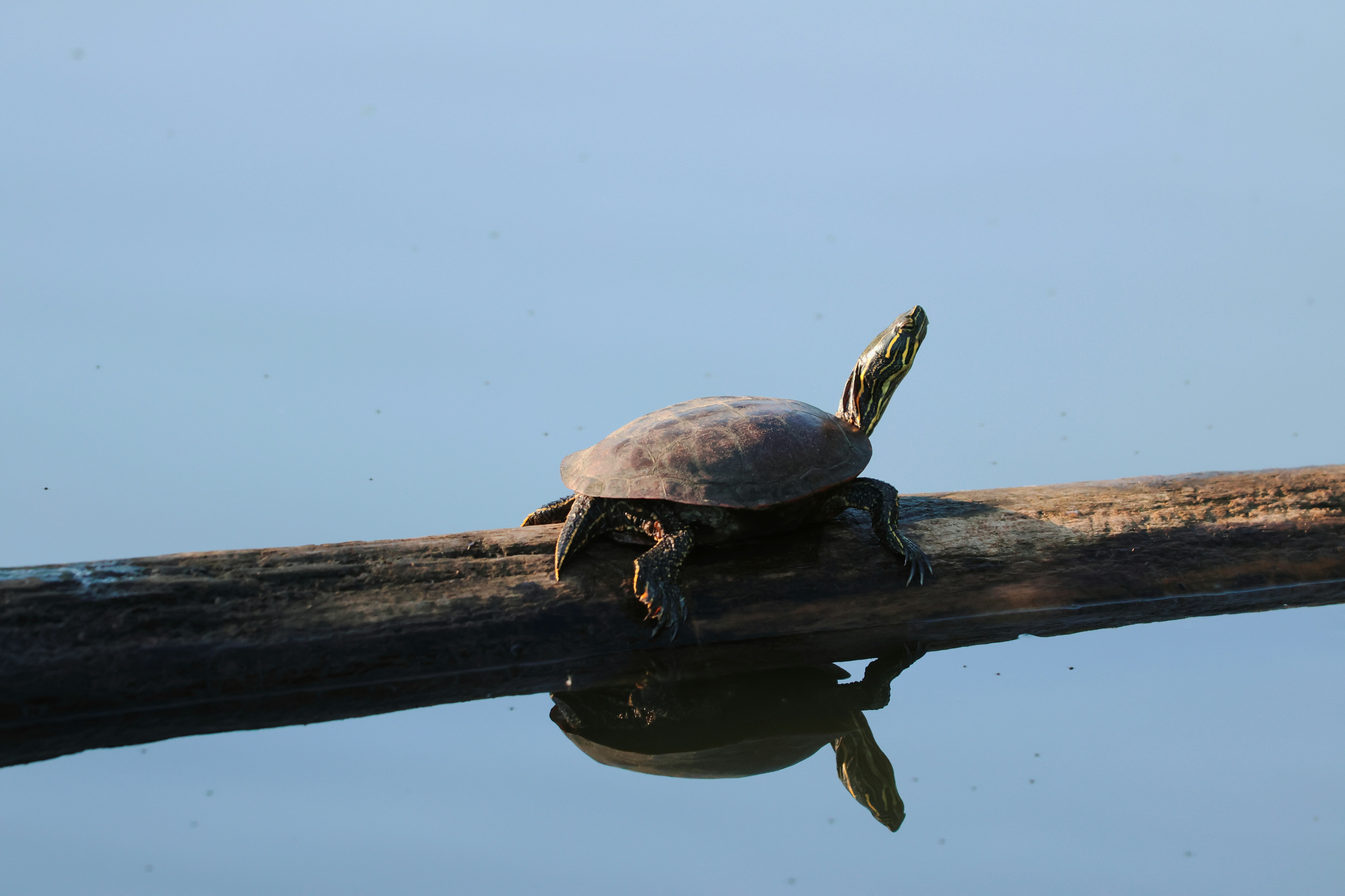Balanced Sentinel on a Log: A Turtle at Rest Above the Waterline