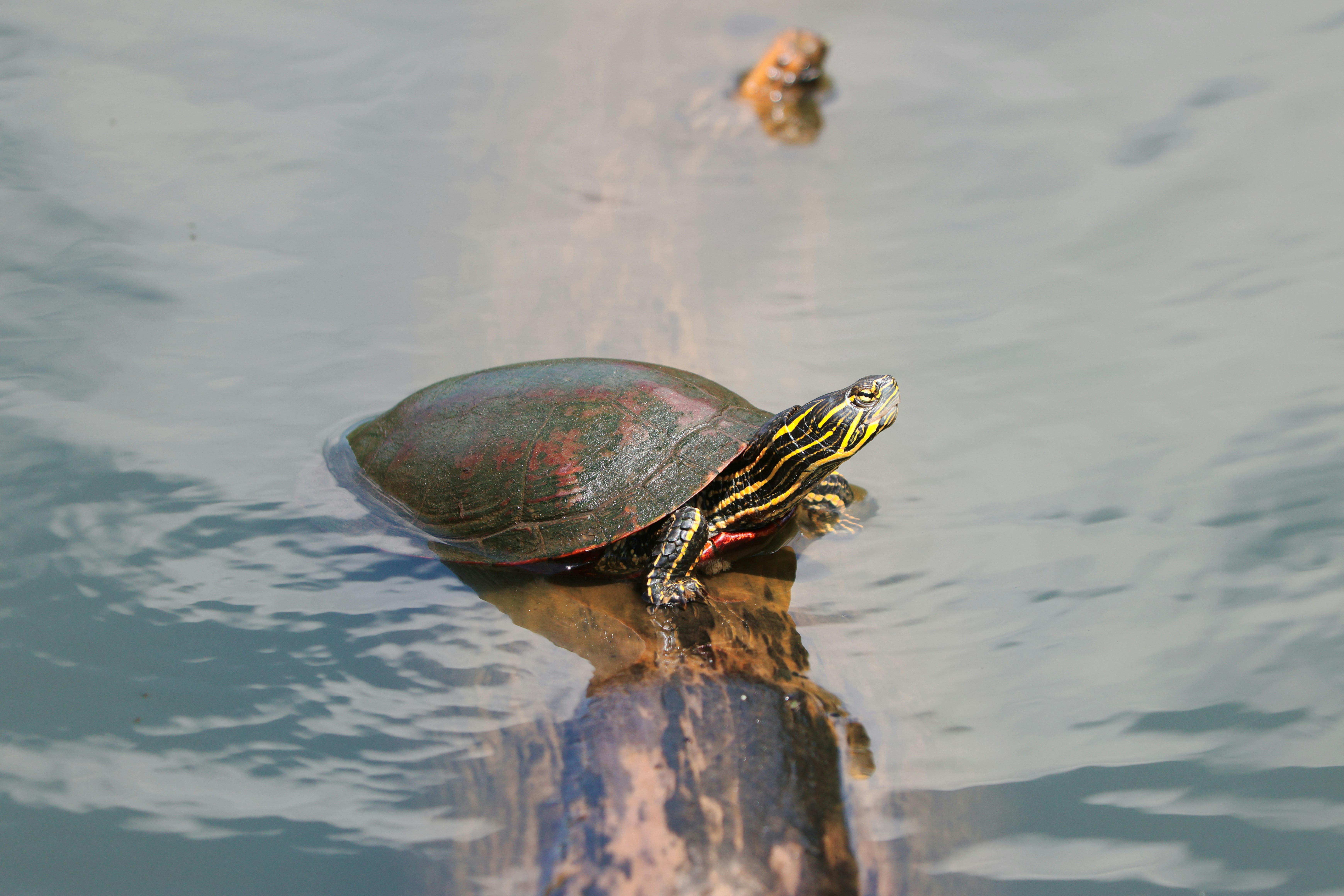 Emerald Shell on Quiet Waters: A Western Painted Turtle at Rest