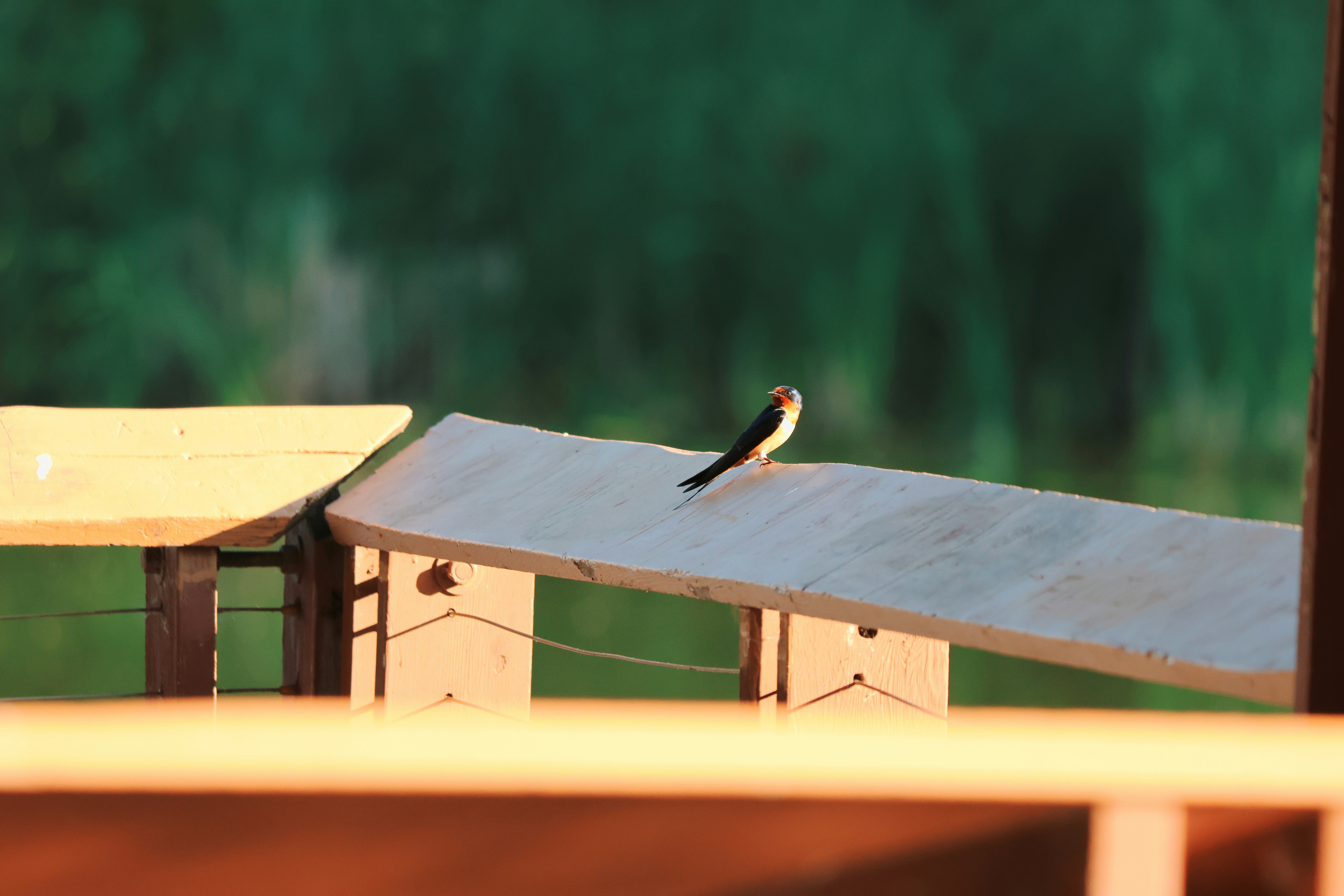A solitary bird surveys the sunlit railing