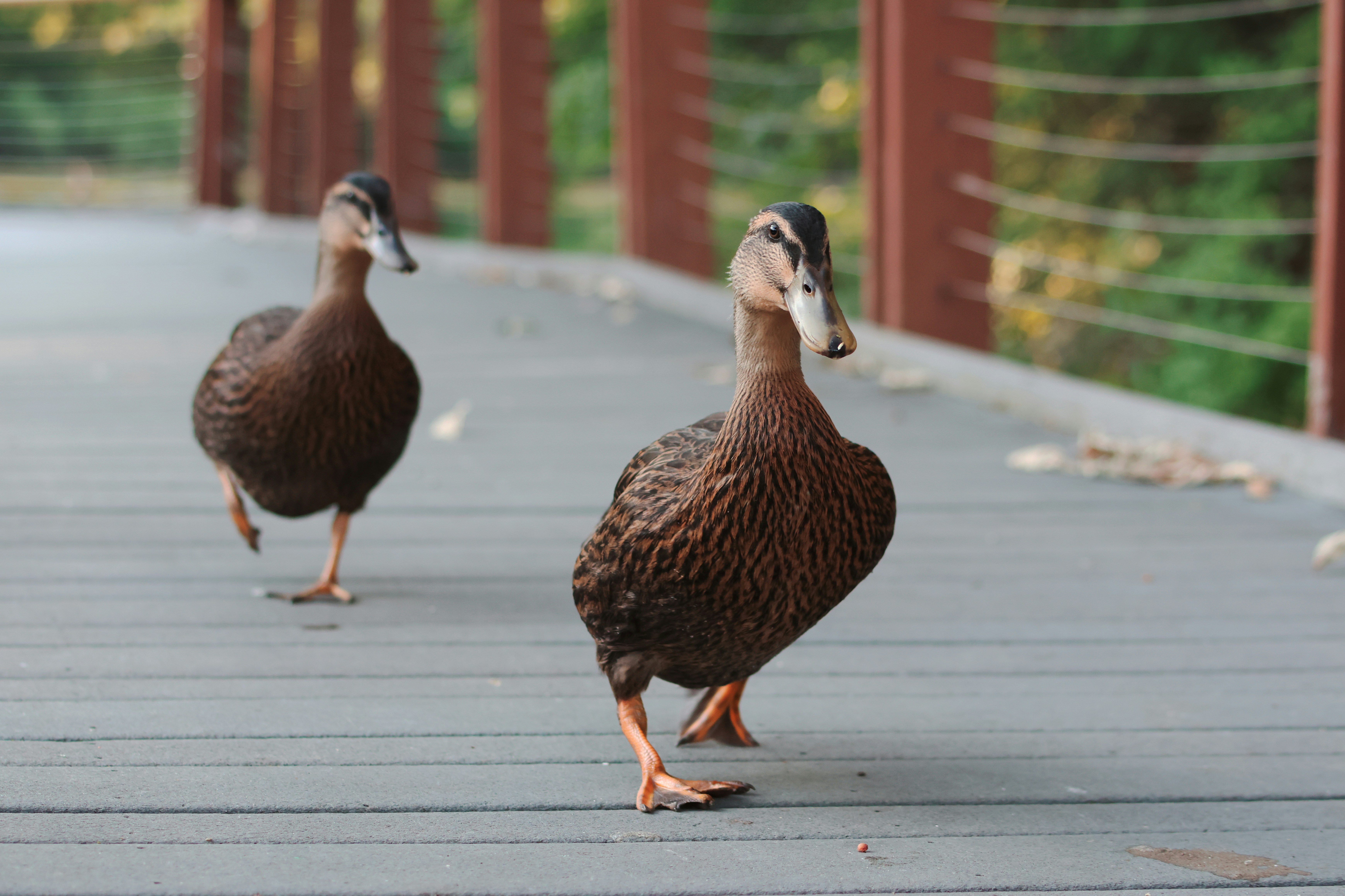 Leading Duck on a Quiet Boardwalk