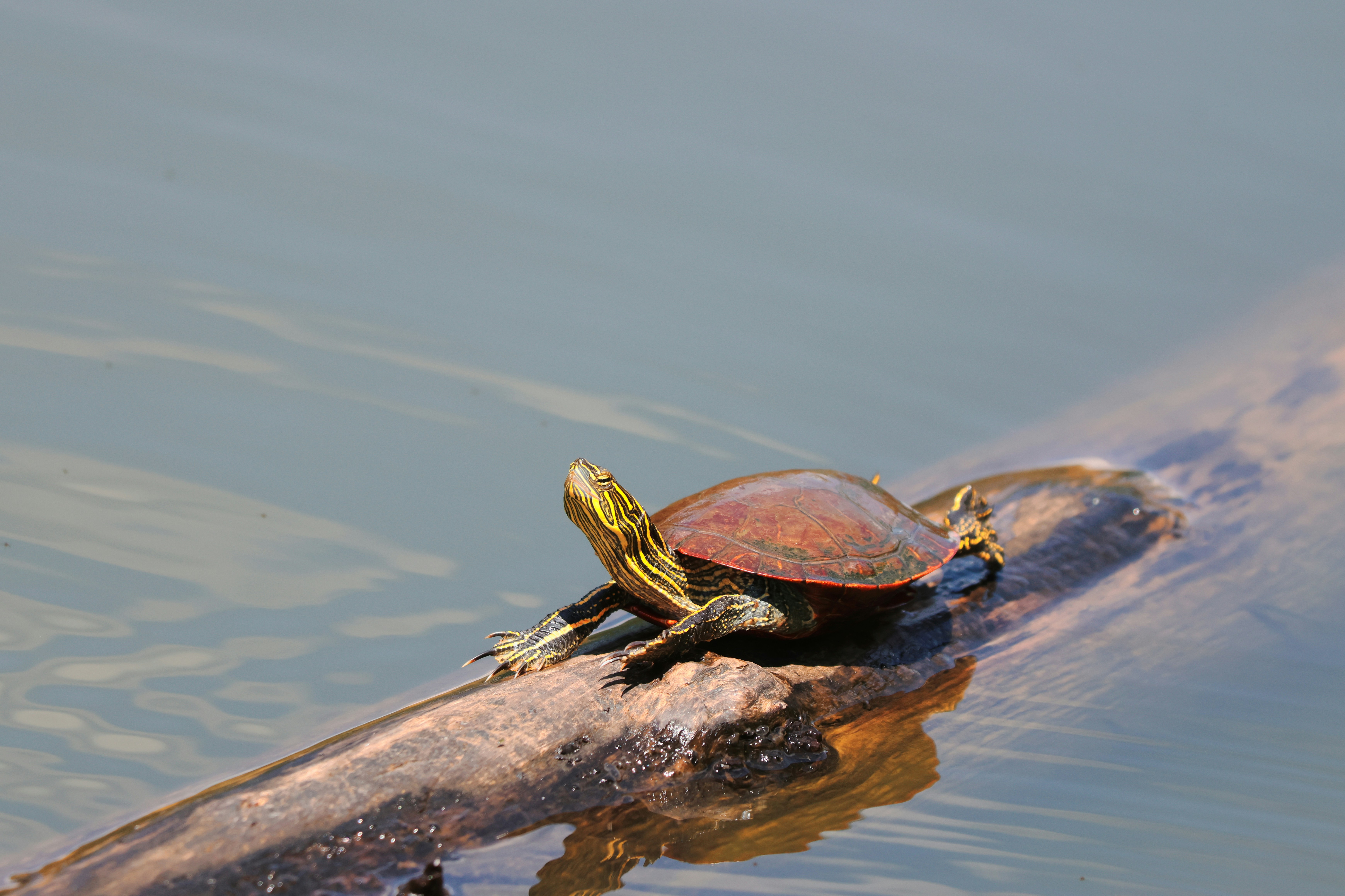 Sunlit Turtle Resting on a Log